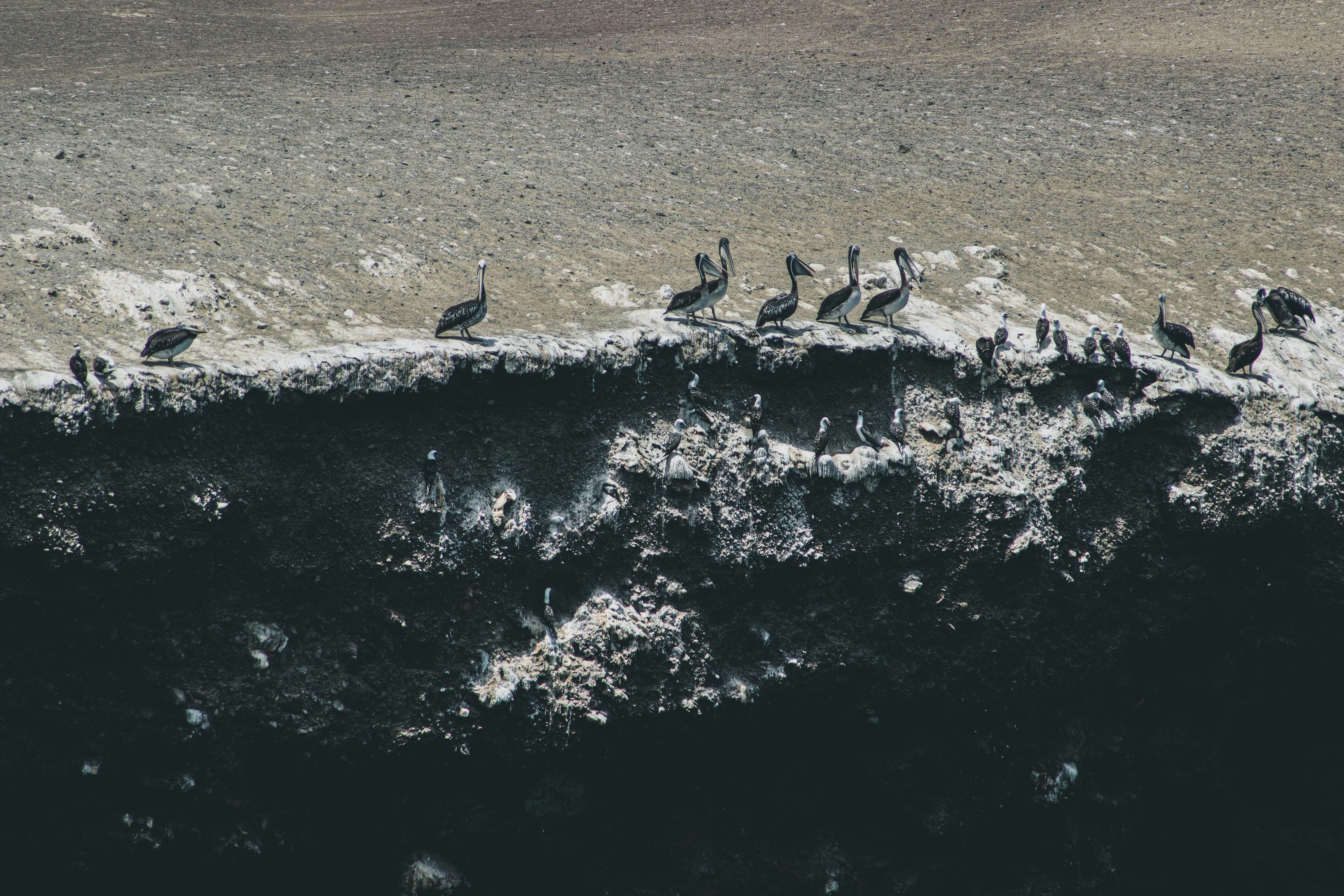 Edge of Silence: Birds Along a Crumbling Shore