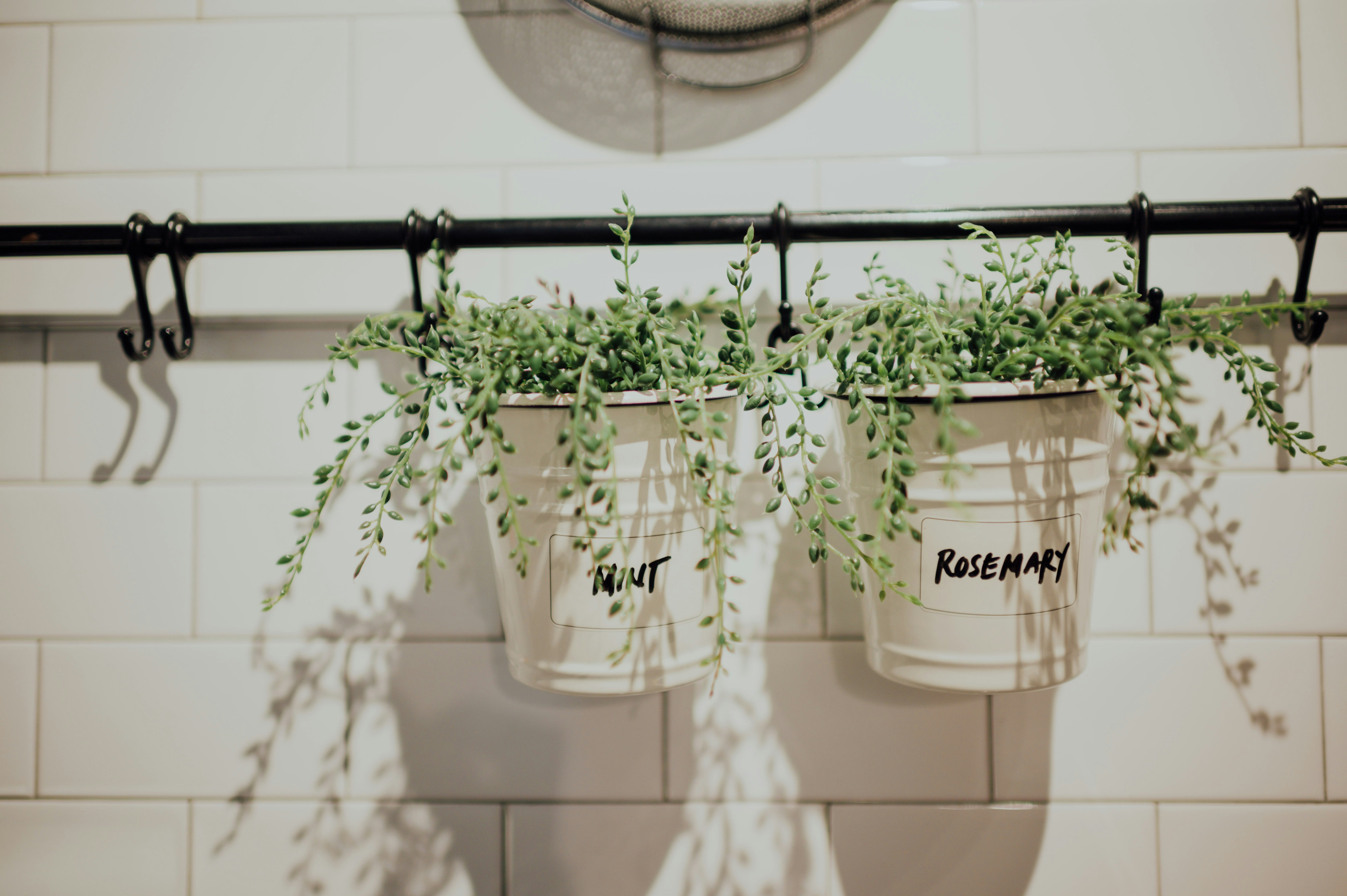 Mint and Rosemary in Enamel Pots, Cast Against White Tile