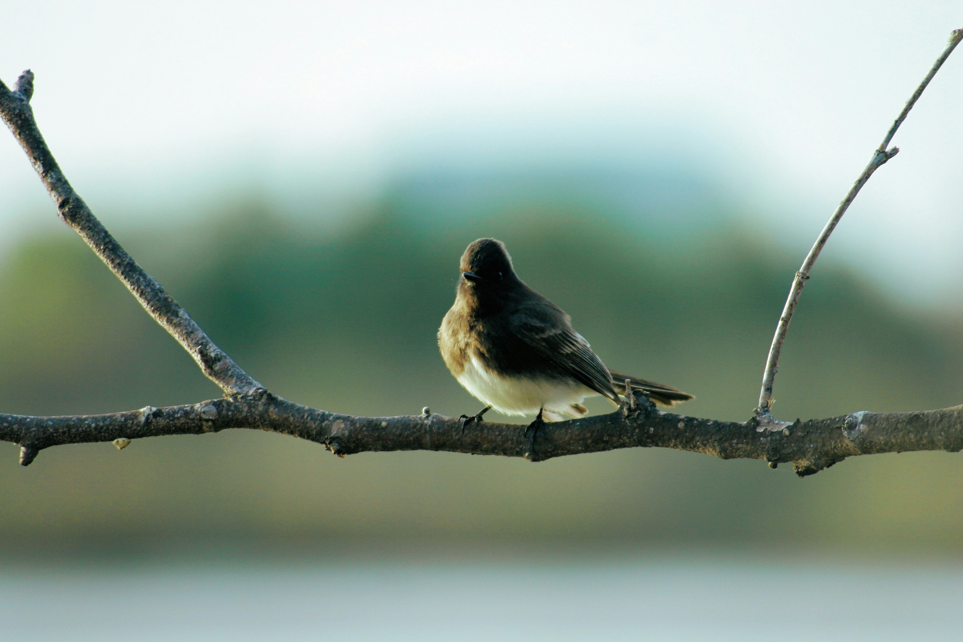 A bird perches gracefully on a branch, set against a softly blurred background of greenery. The scene captures a tranquil moment in nature.