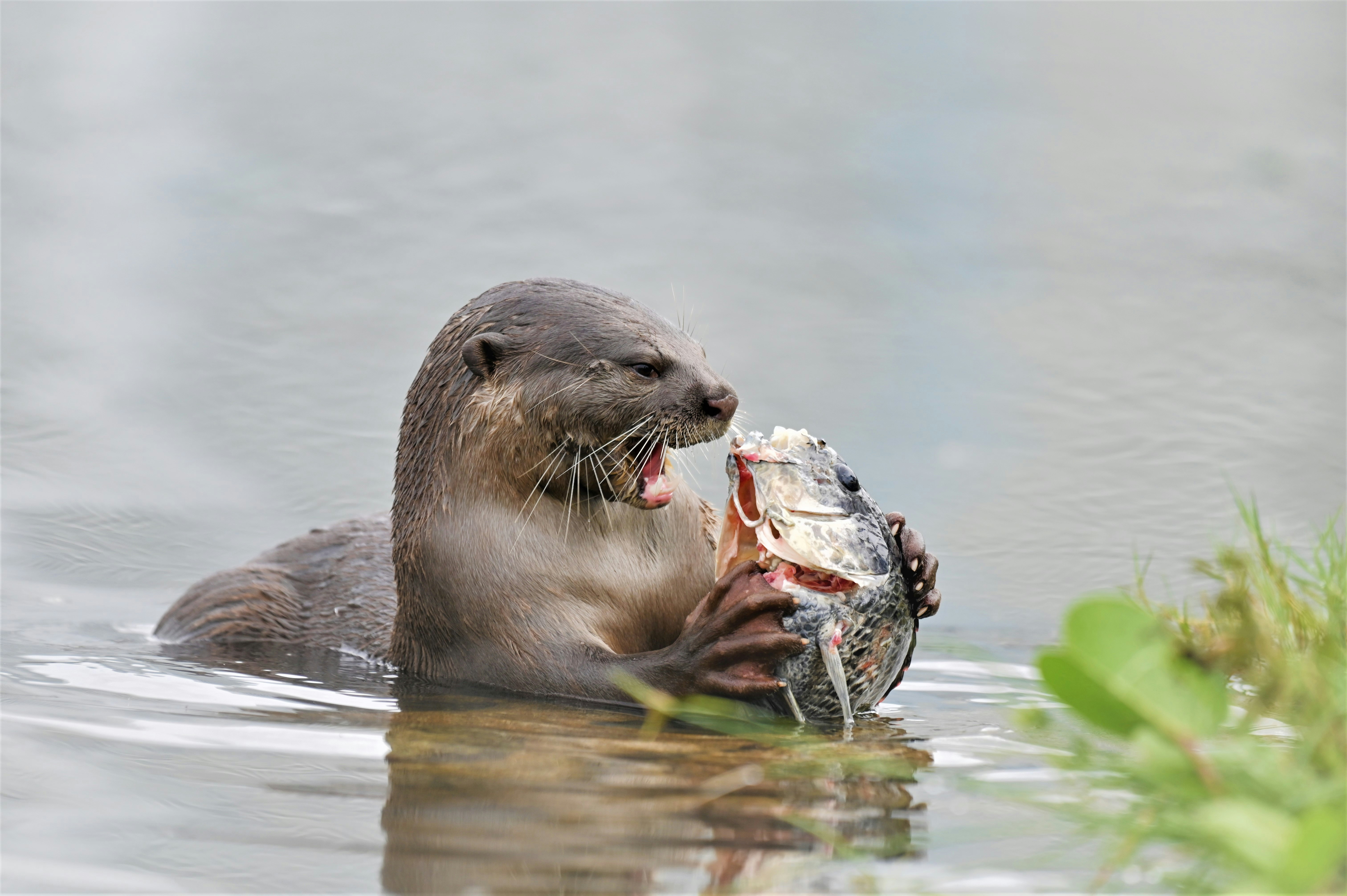 The Aquatic Hunter: An Otter's FeastMark Stoop