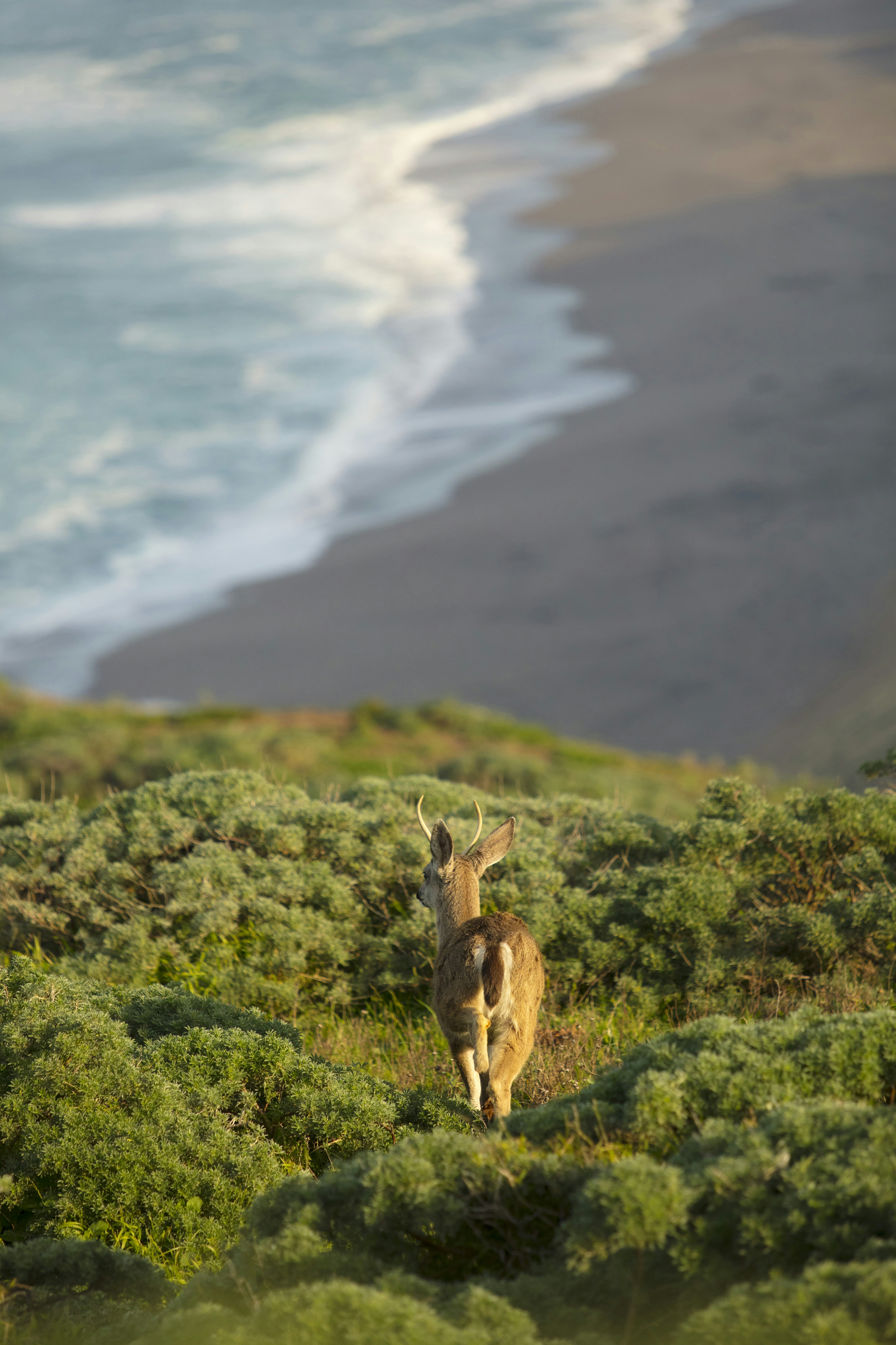 Horizonbound Ibex on a Windswept Coastal Ridge