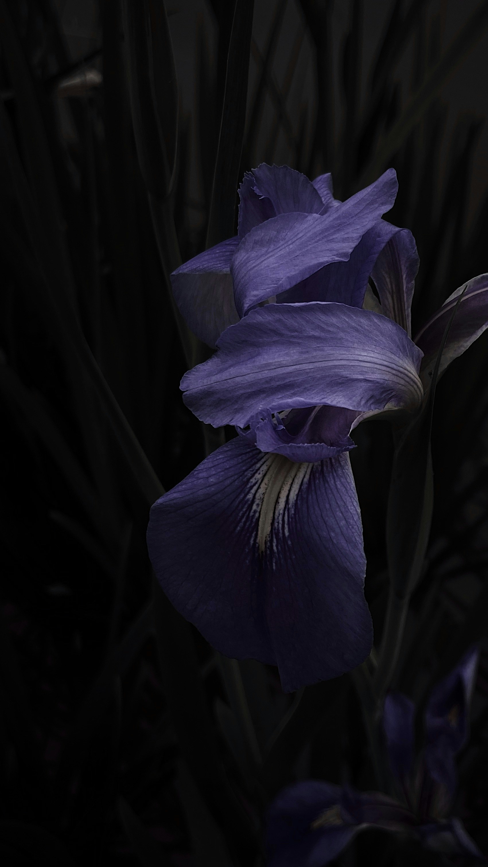 Velvet Iris in a Shadowed Spotlight