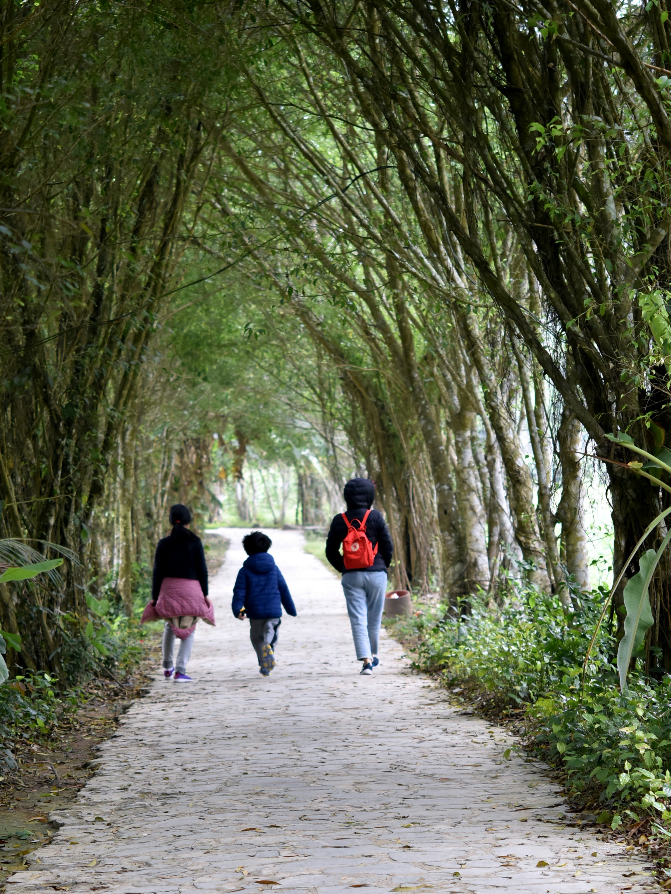 People walking on pathway between trees during daytime photo – Free Cao ...
