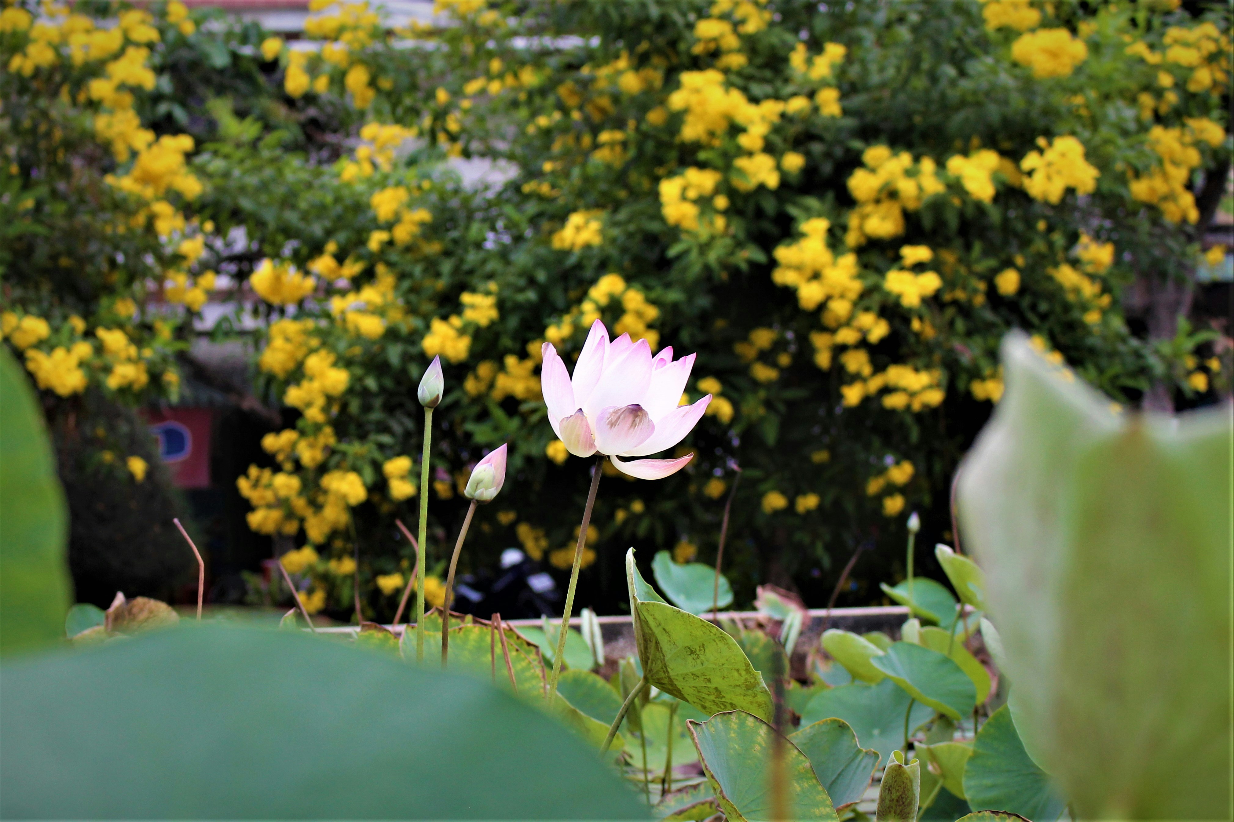 Lotus Harmony Amidst Yellow Blossoms