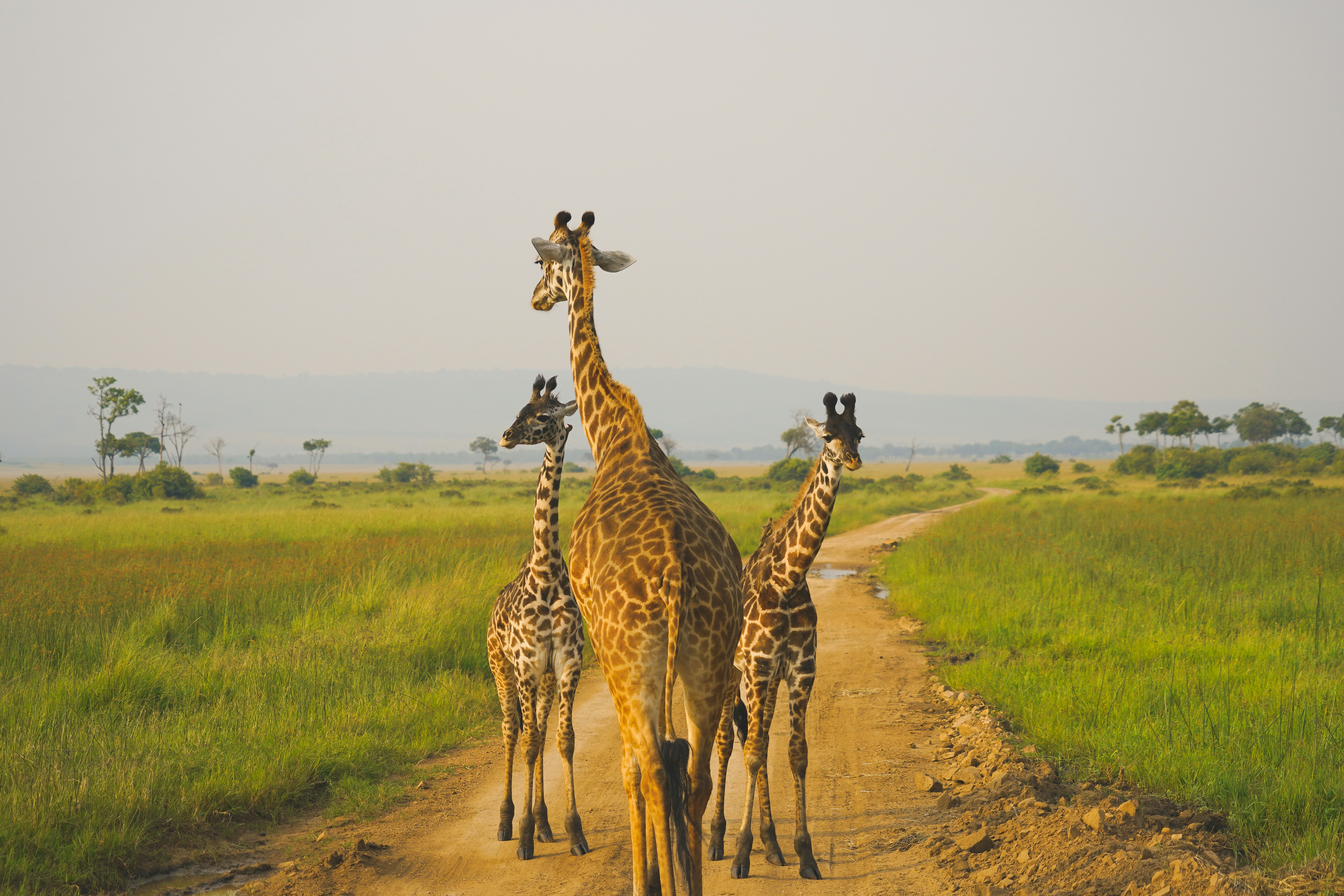 A group of four giraffes walking along a dirt path in the lush savannah, showcasing their elegant necks against a serene backdrop. 