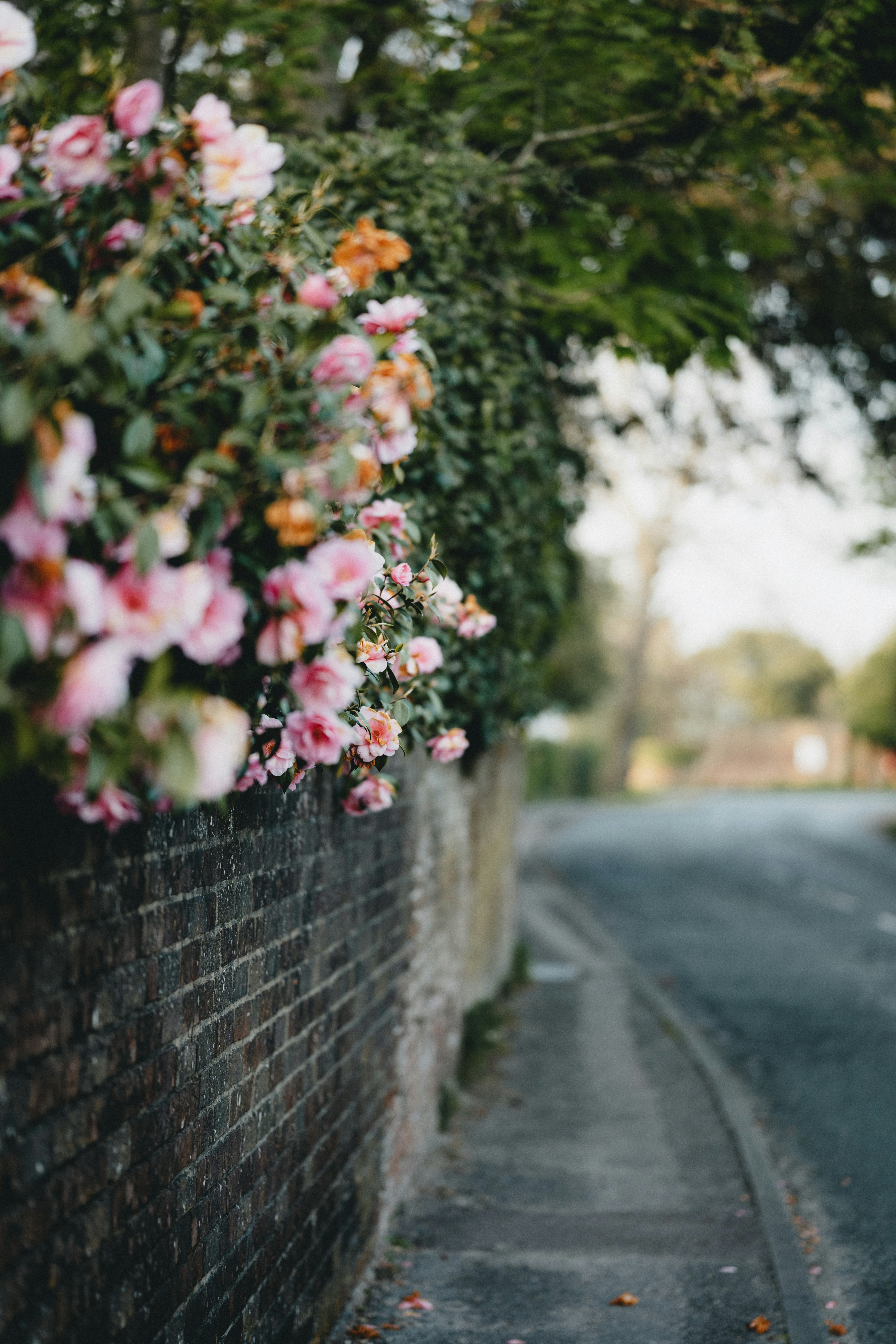Blossoms Over the Brick Wall along a Quiet Lane
