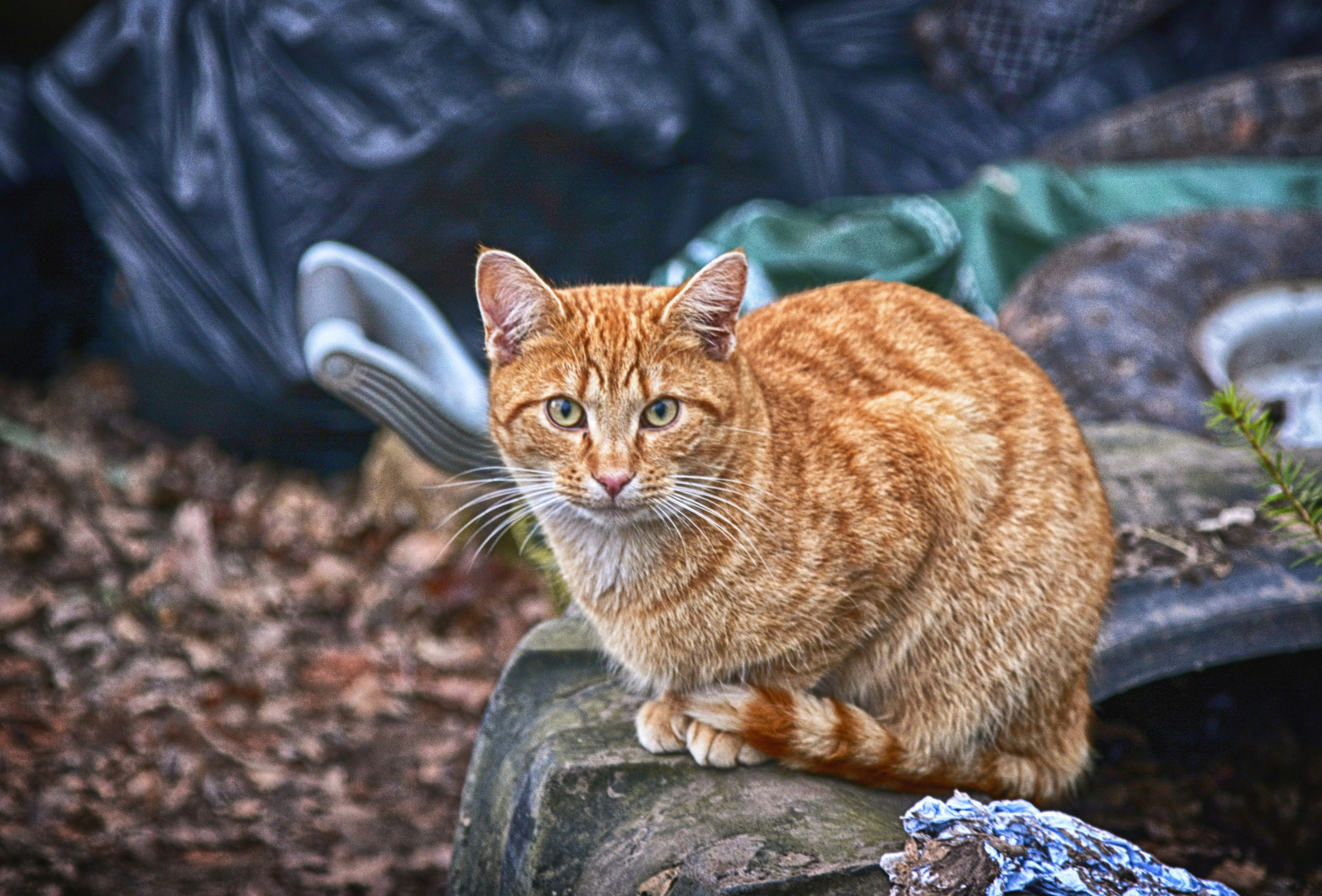 David Edkins (@romebaby) | Unsplash Photo Community