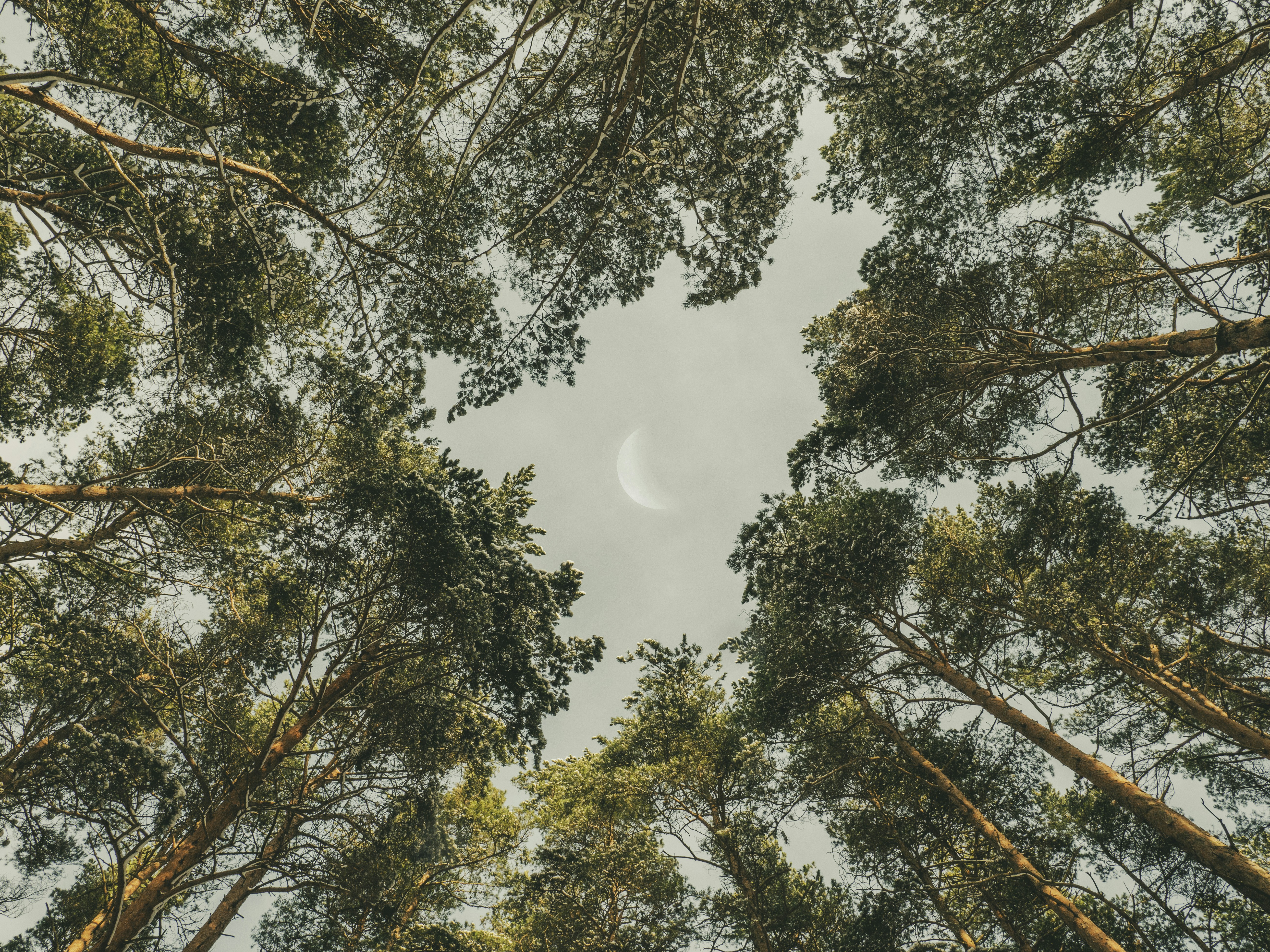 Moon in the forest