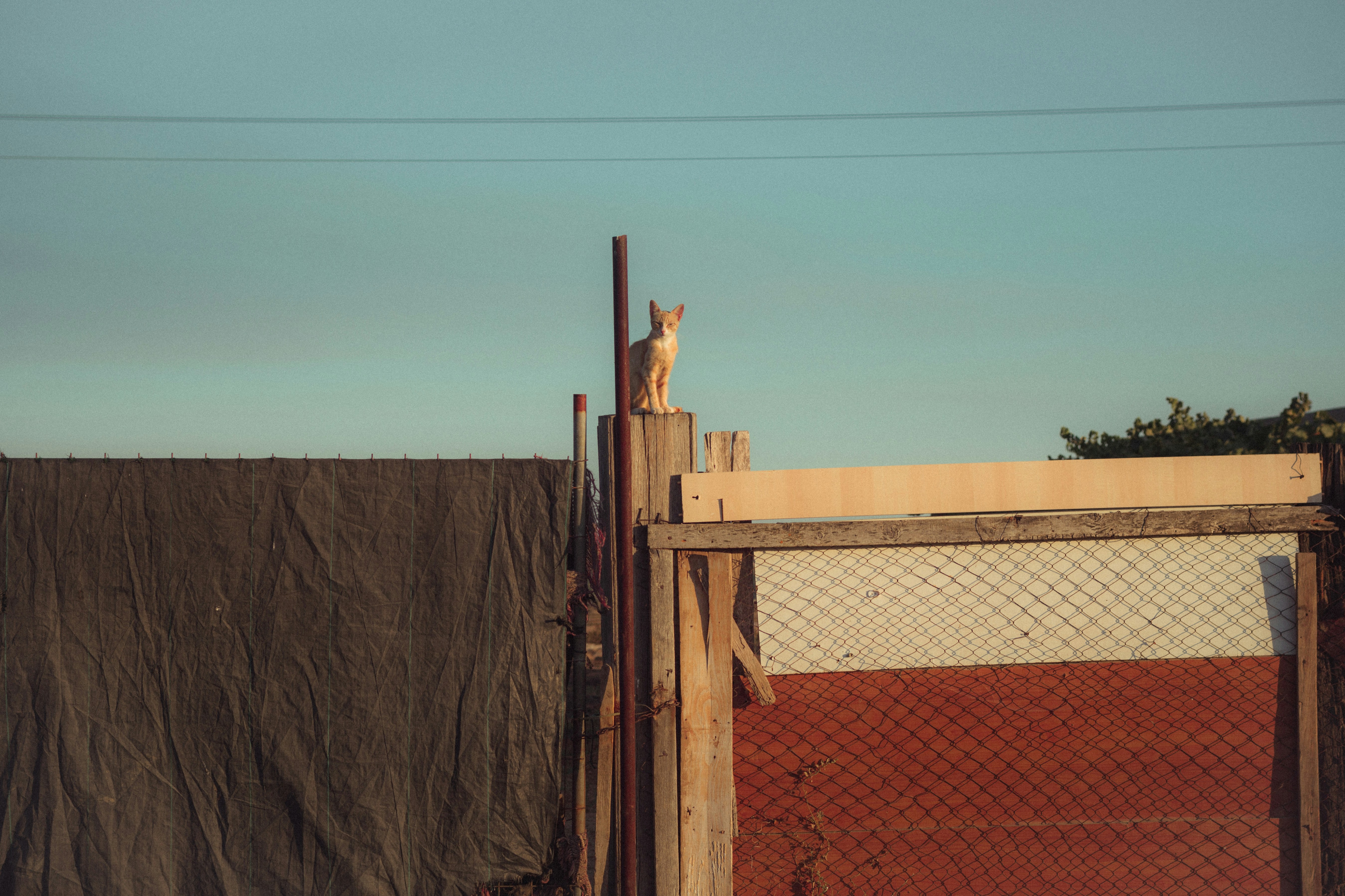 Cat perched atop a wooden structure under a clear sky.