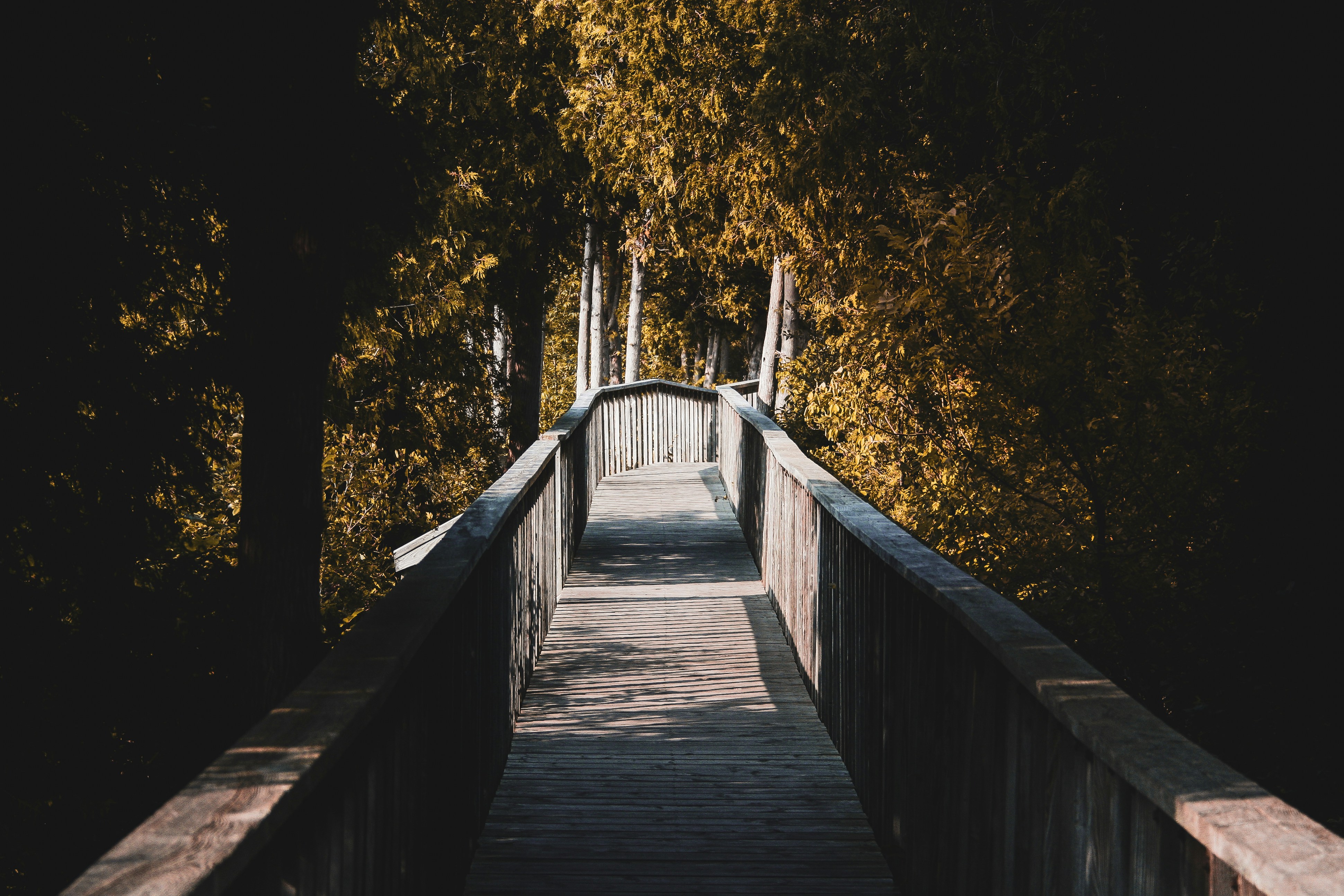 Brown wooden bridge in between green trees during daytime photo – Free ...