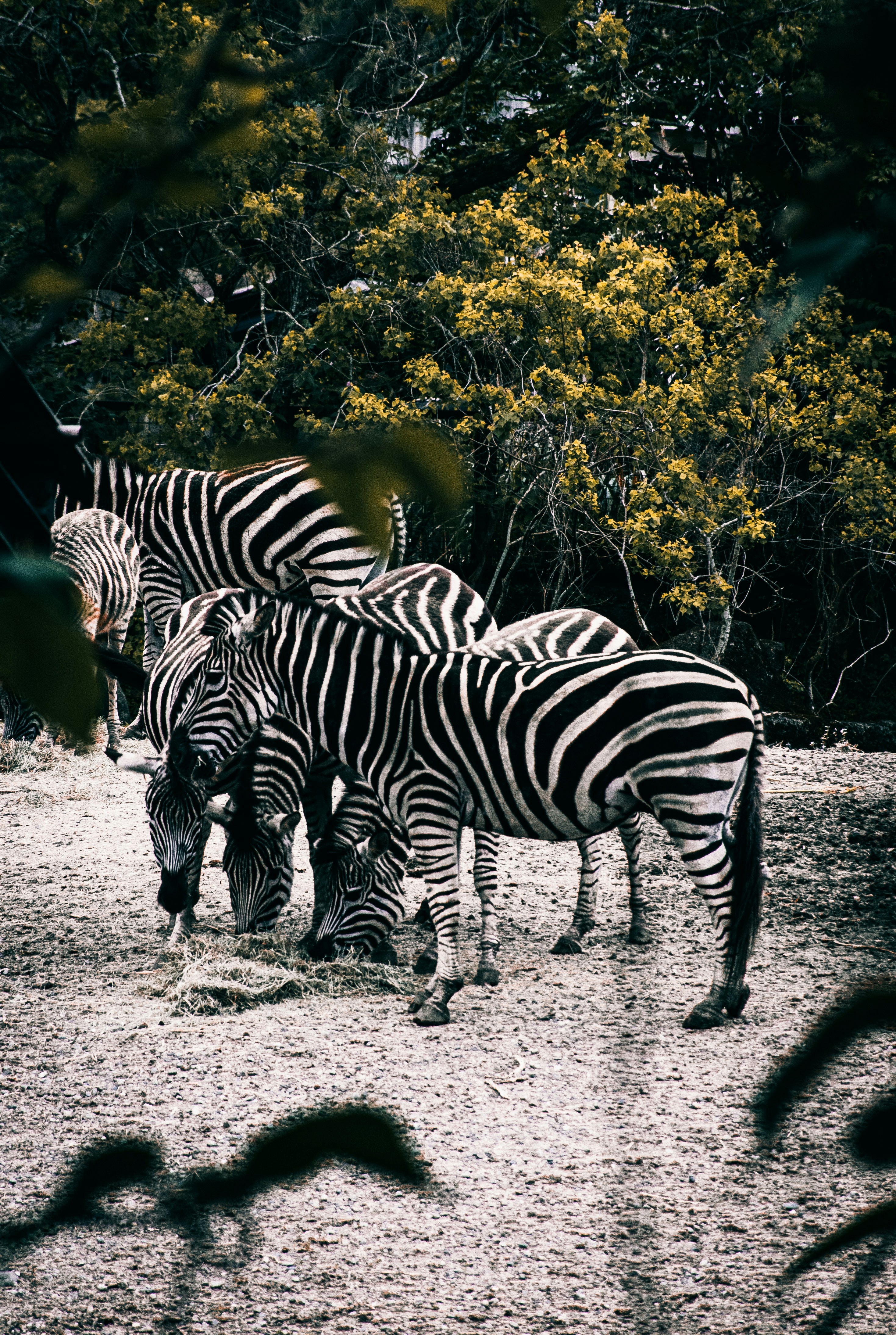 zebra standing on gray sand during daytime photo – Free Zebra Image on ...