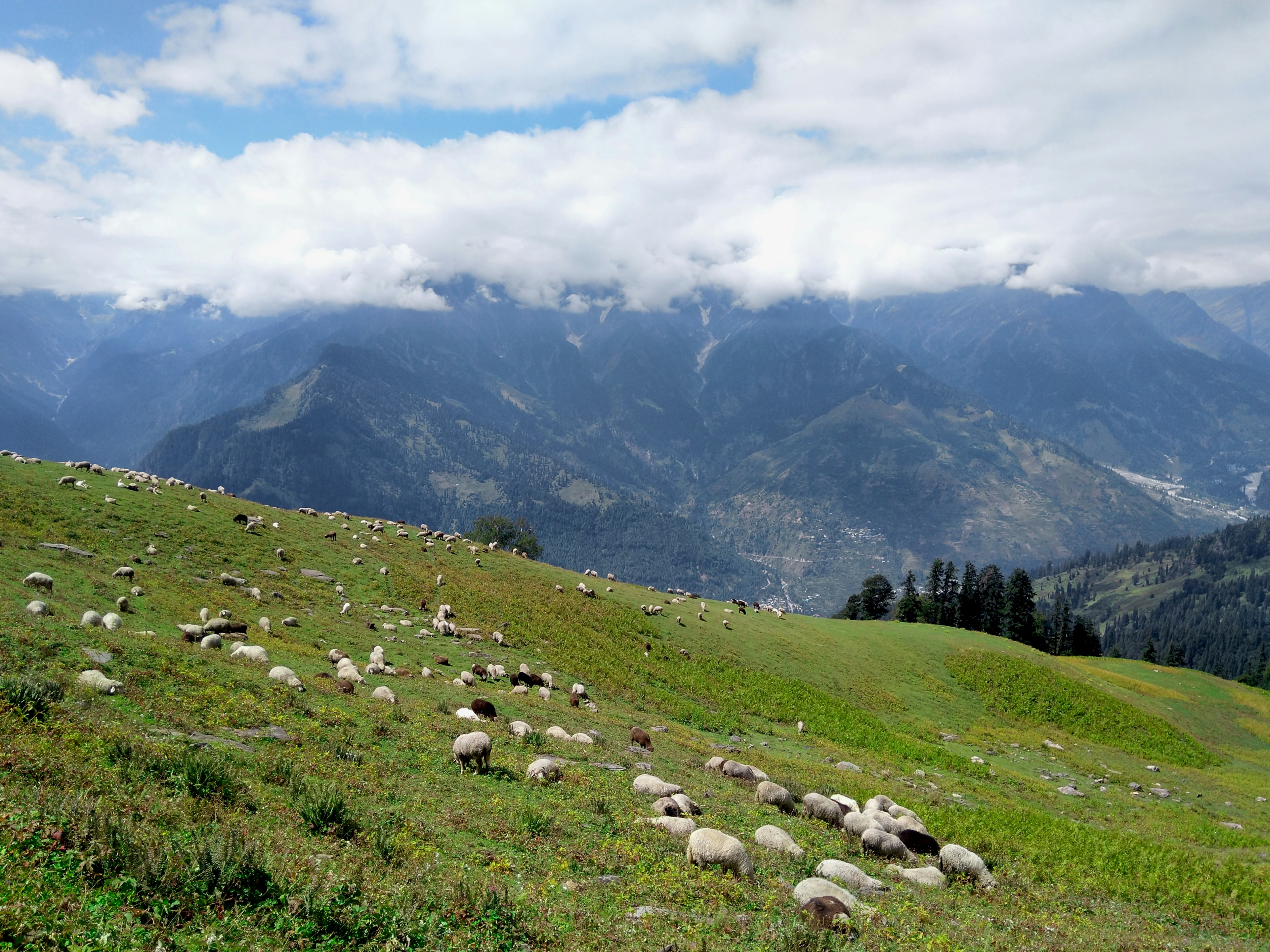 A serene landscape featuring a flock of sheep grazing on lush green meadows, set against a backdrop of majestic mountains under a partly cloudy sky.