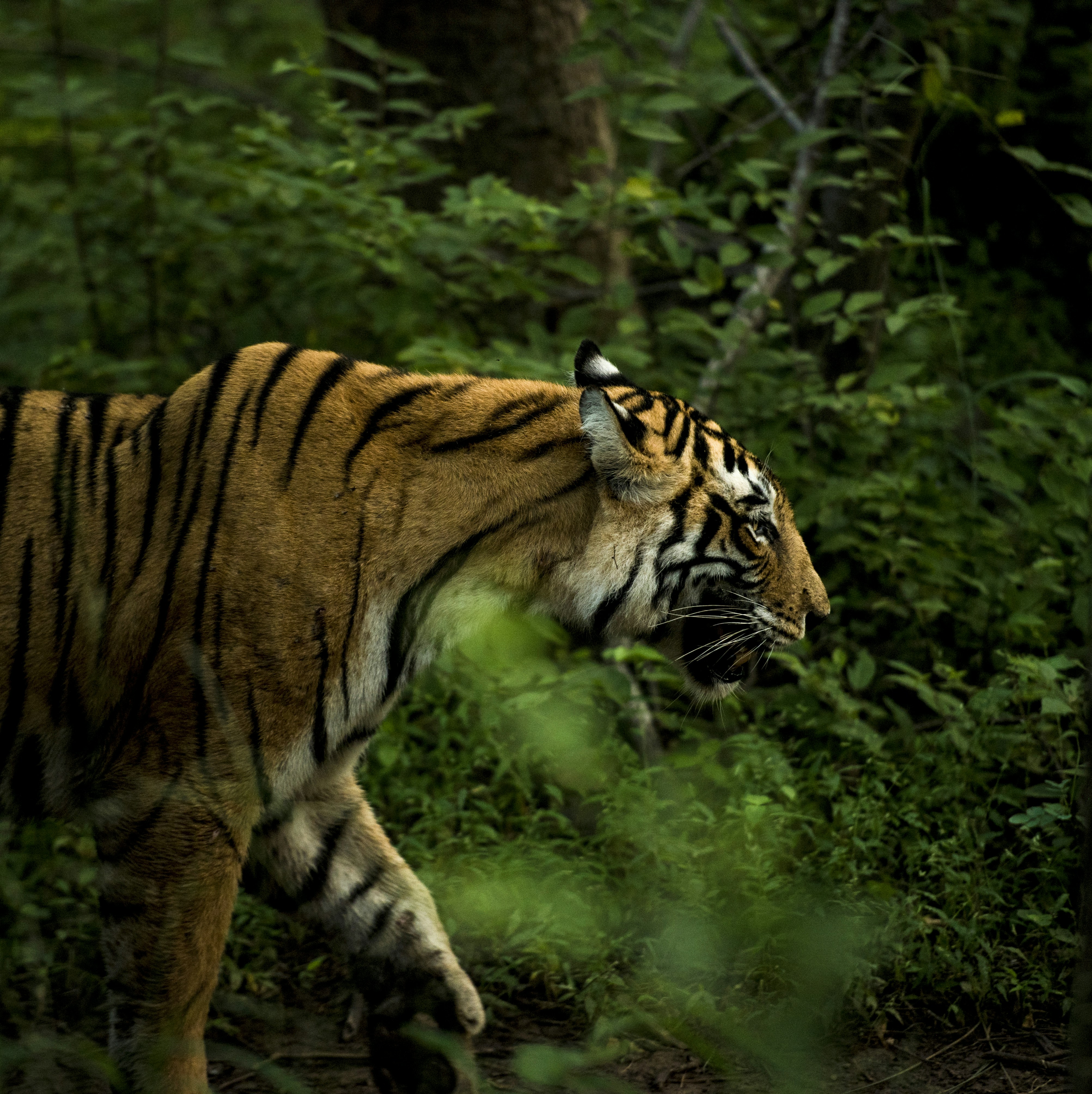 Brown and black tiger walking on forest during daytime photo – Free ...