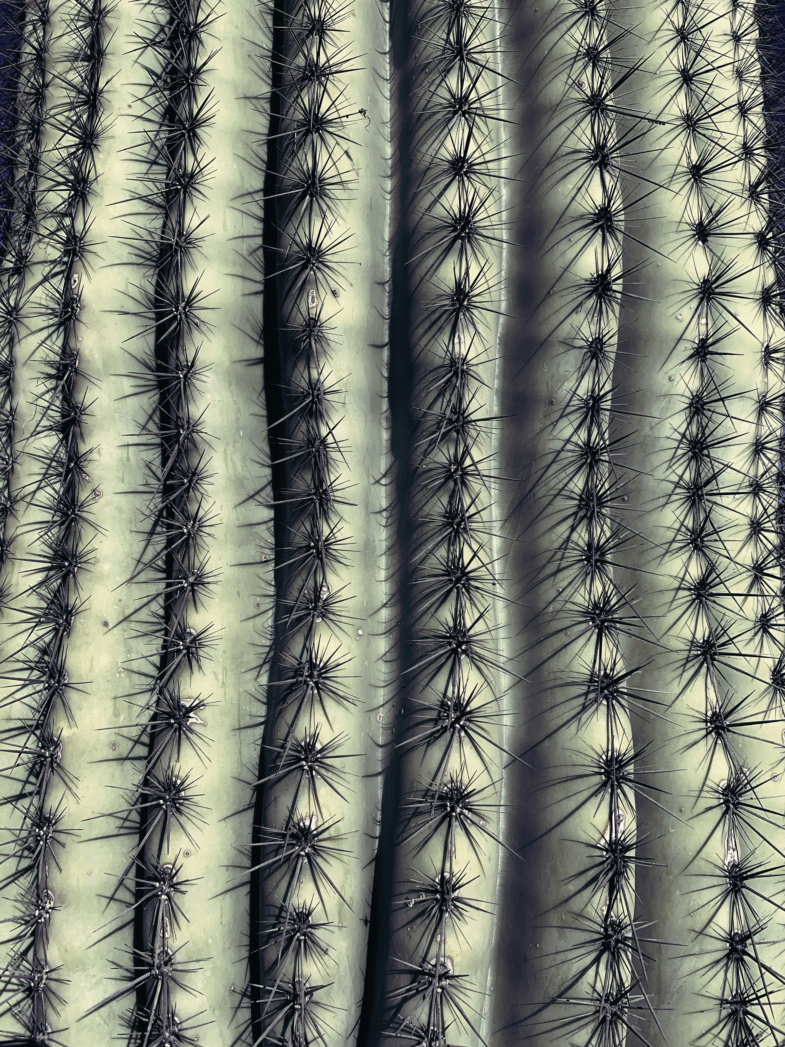 Spined Cathedral: A Macro Study of Cactus Ribs and Thorns