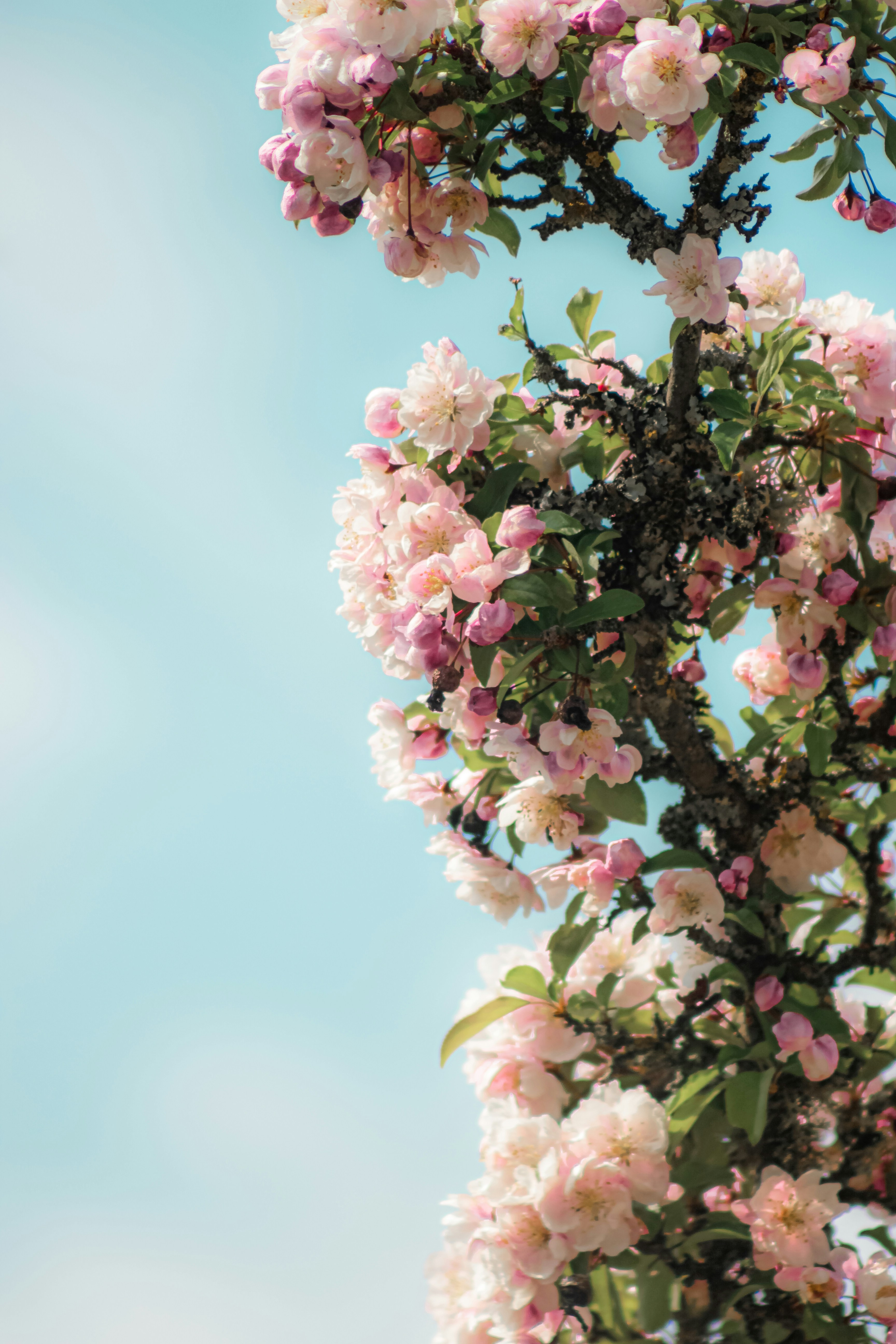 Pink Blossom Curtain along a sunlit trunk beneath a cerulean sky