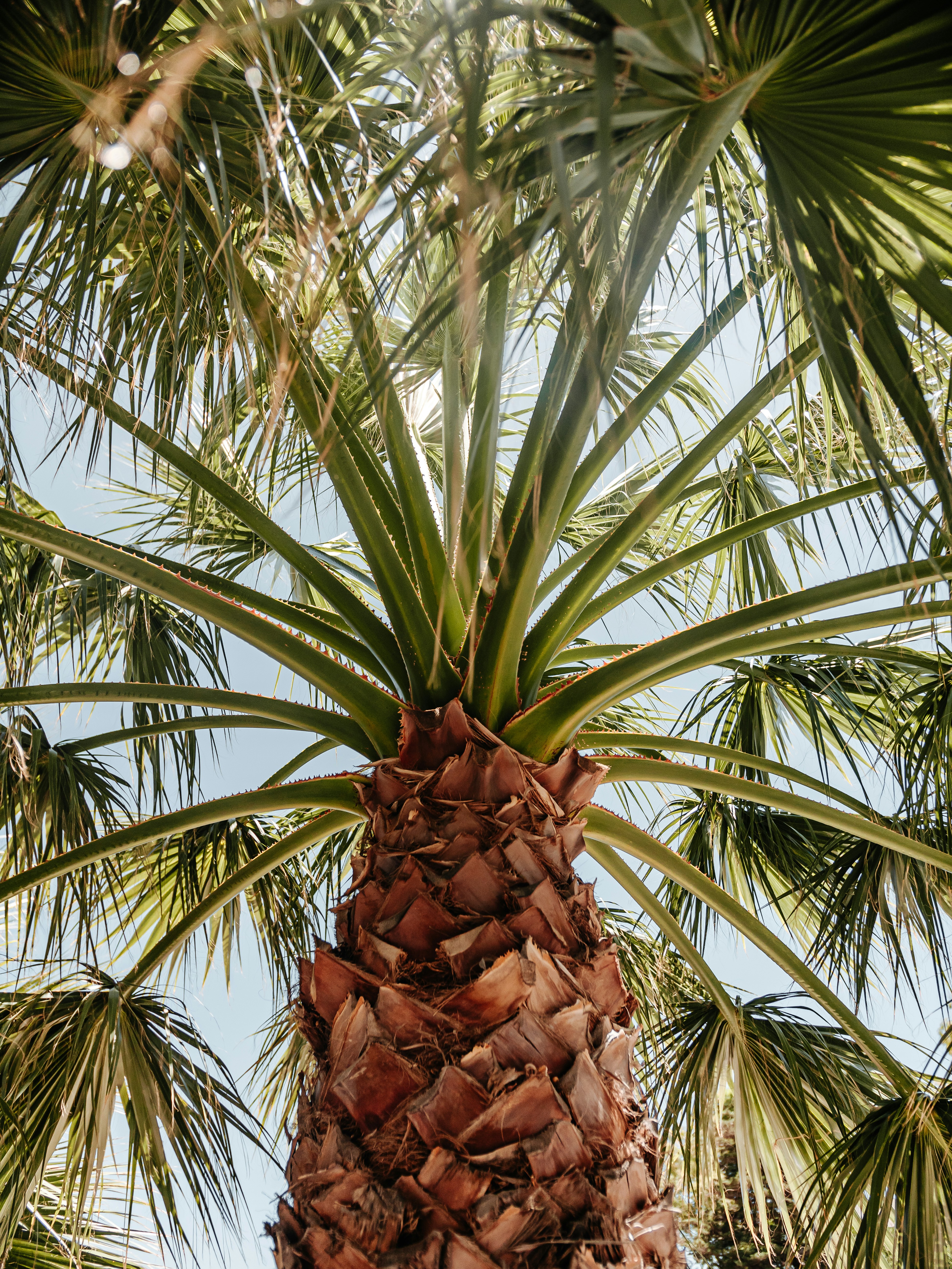 Looking up at the lush green fronds of a palm tree against a clear blue sky, showcasing the intricate textures of the trunk and leaves.