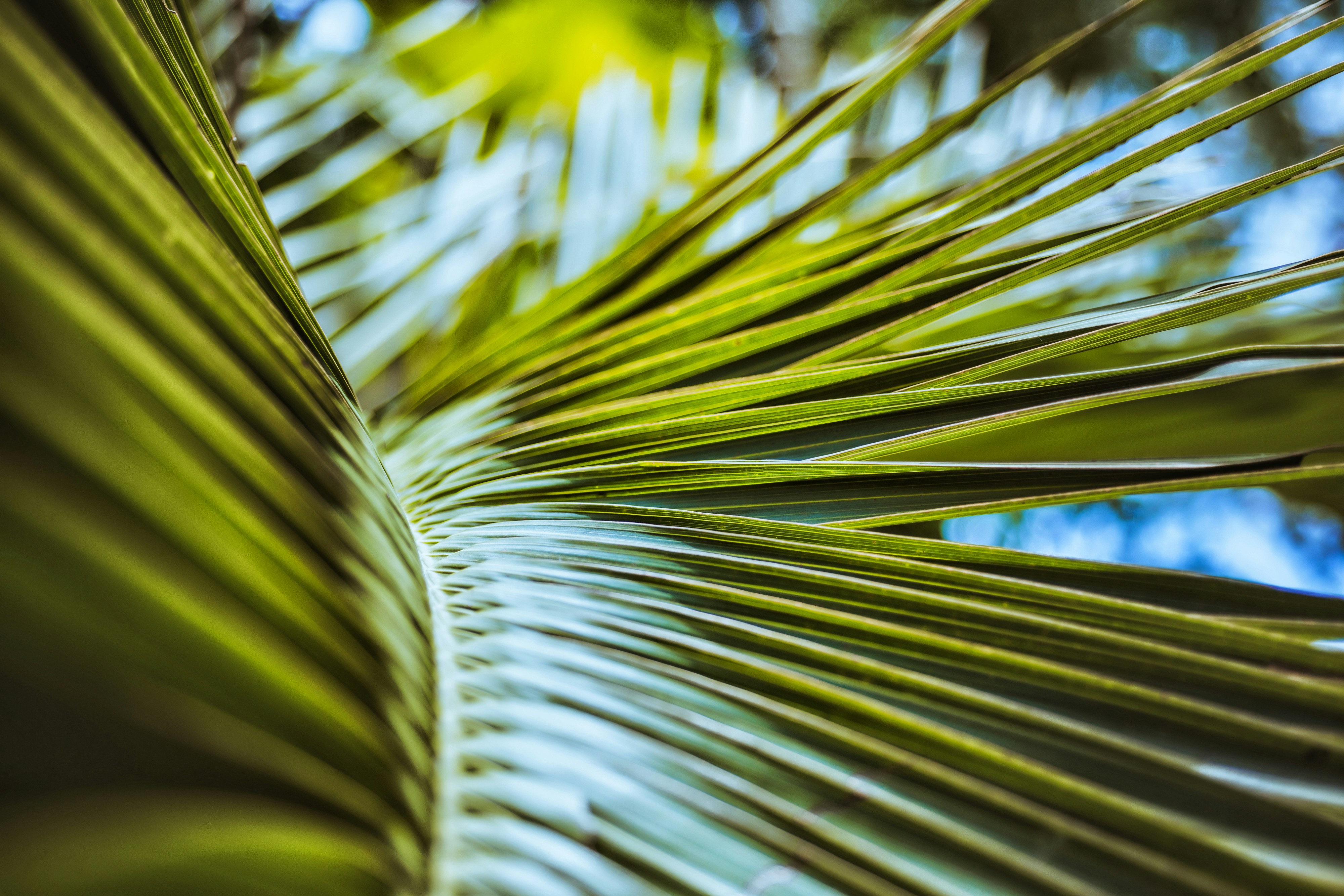 Close-up of palm fronds gracefully arching towards the sky, showcasing their vibrant green hues and intricate textures.