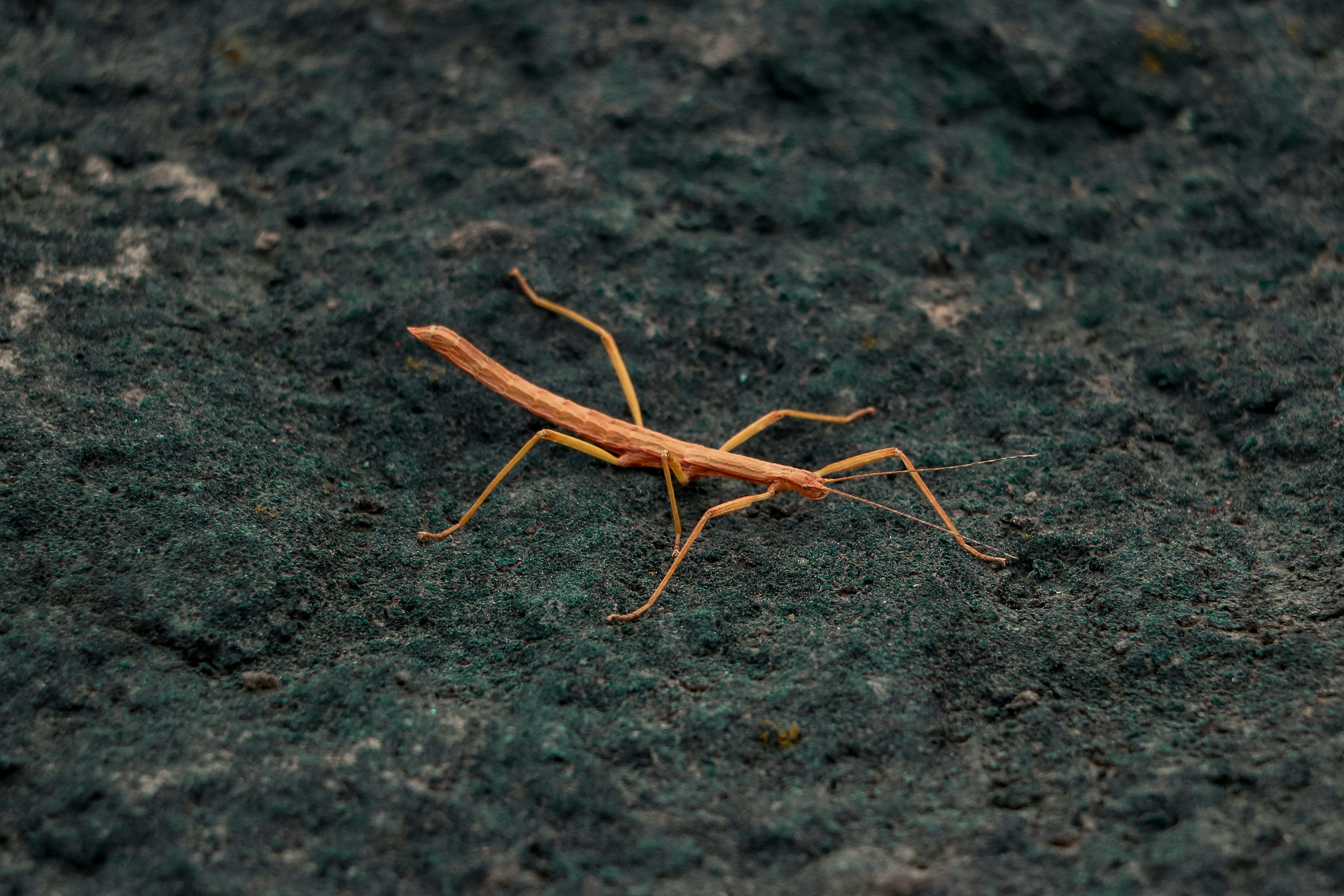 Amber Stick Insect Traverses a Rugged Dark Surface