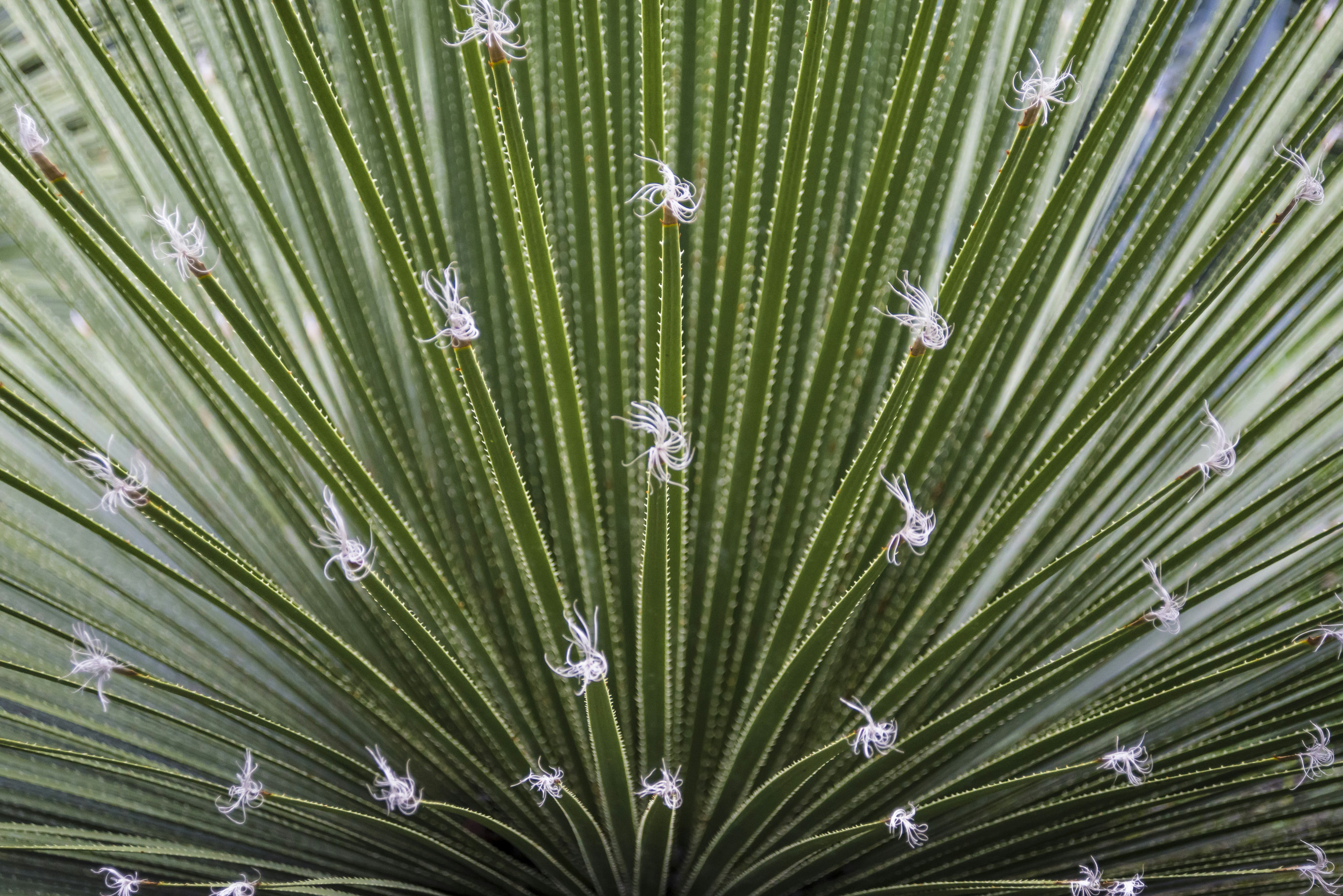 Close-up view of a plant with elongated green leaves radiating outward, adorned with delicate white fibers at their tips.