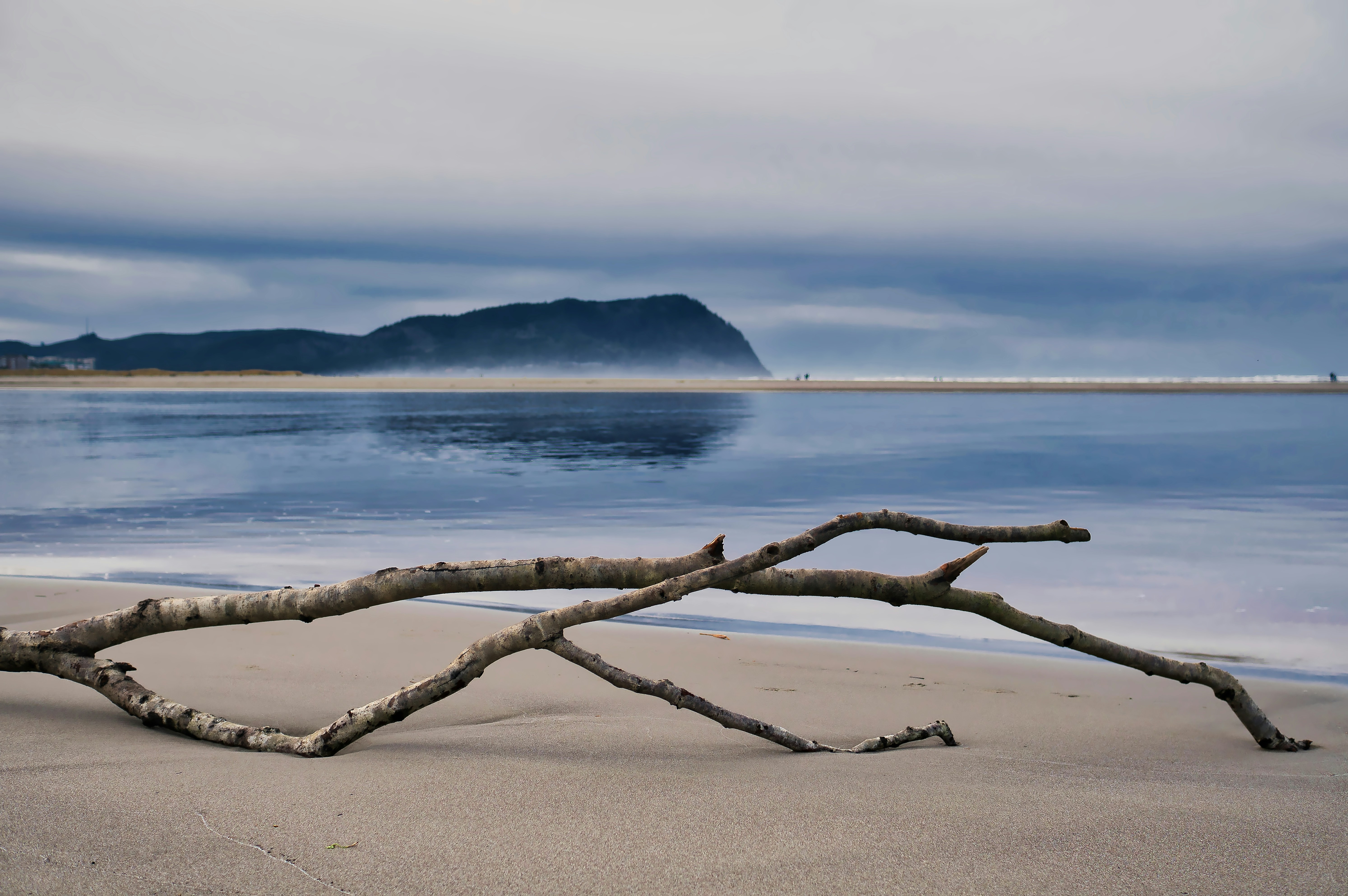 Brown tree branch on beach during daytime photo – Free Beach Image on ...