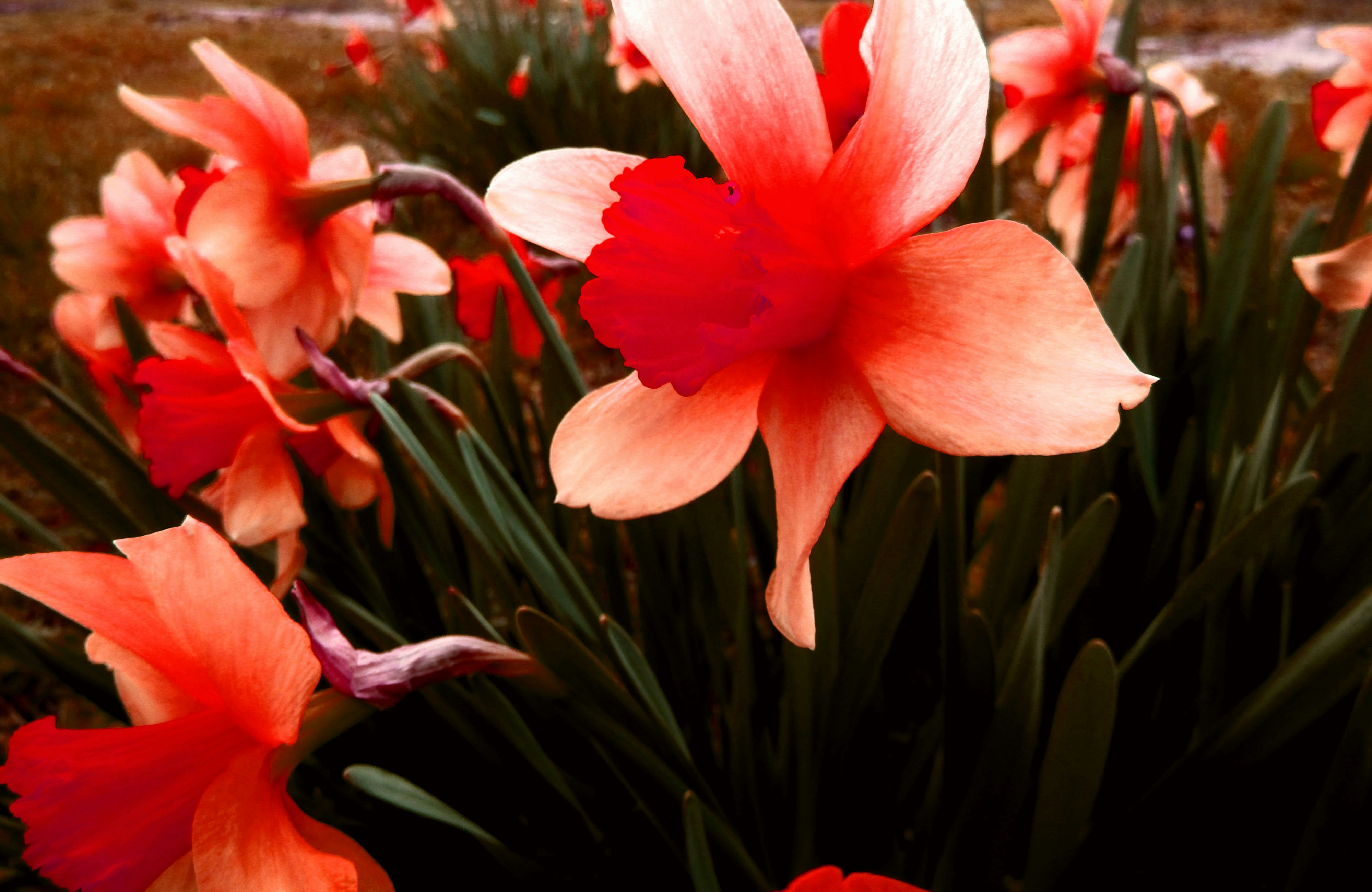 Coral Bloom Portrait: Close-up of Fiery Begonias in an Emerald Frame