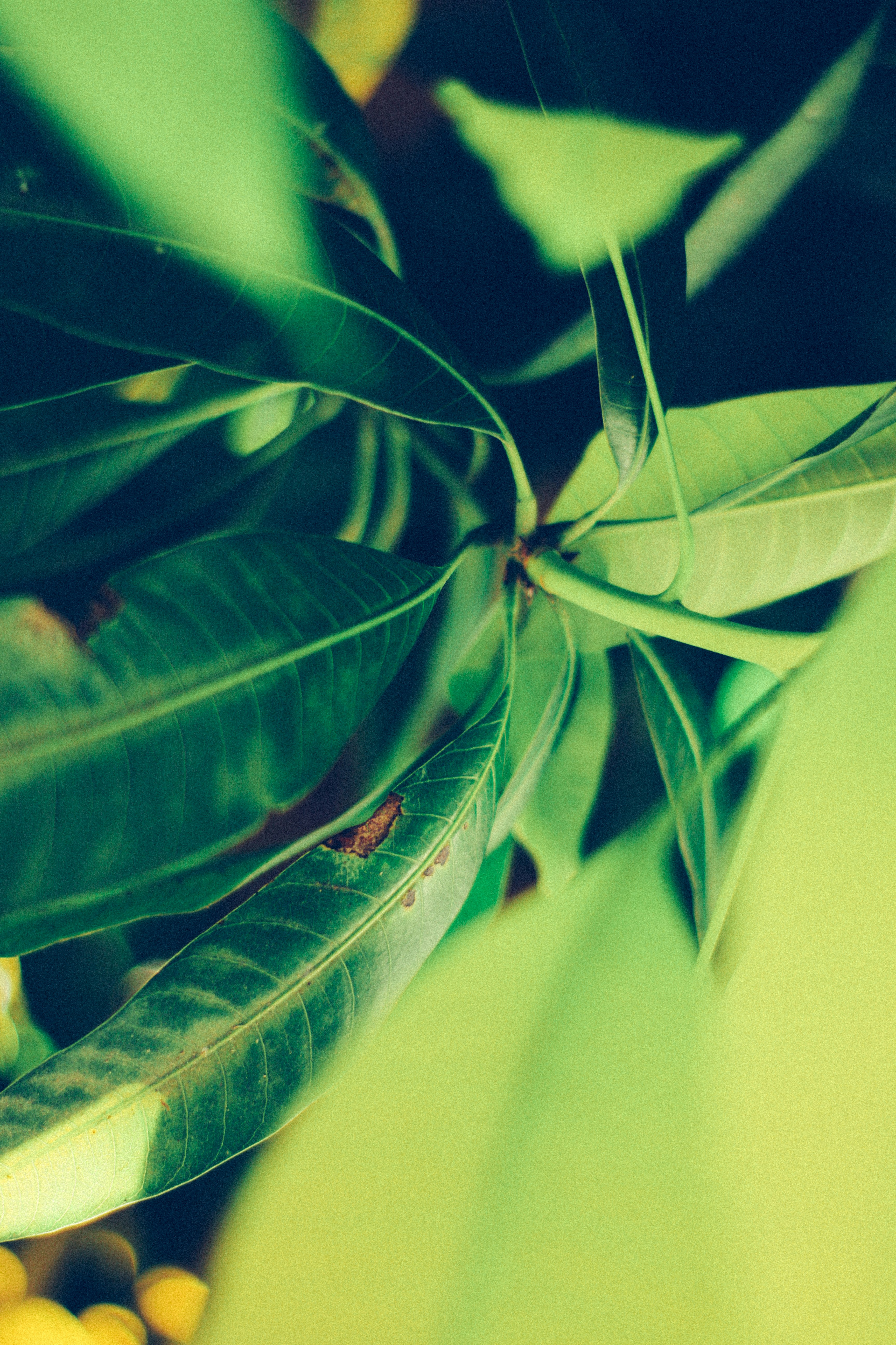 Emerald Convergence: A Close-Up of Veined Leaves