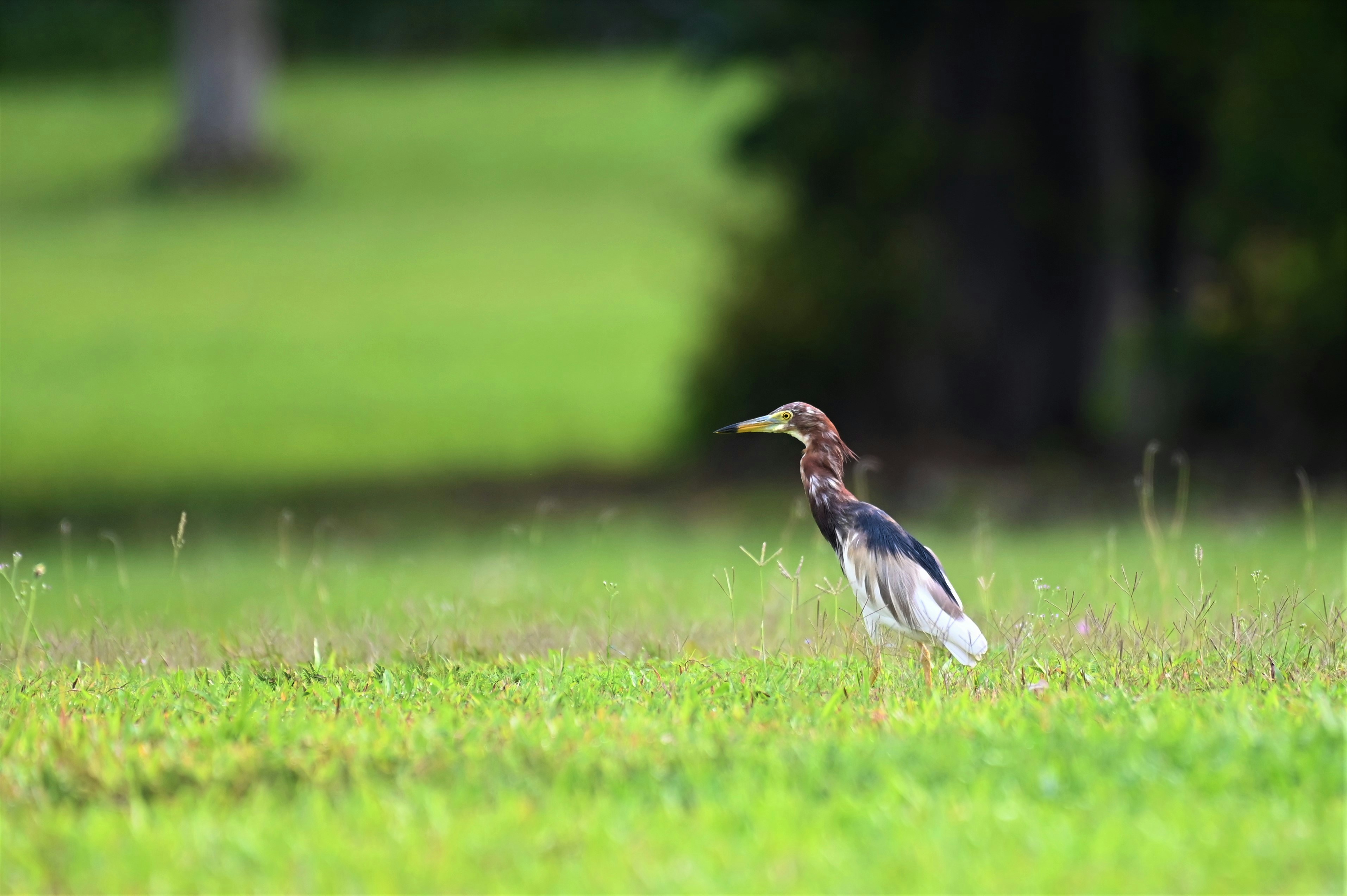 Chinese Pond Heron at the park