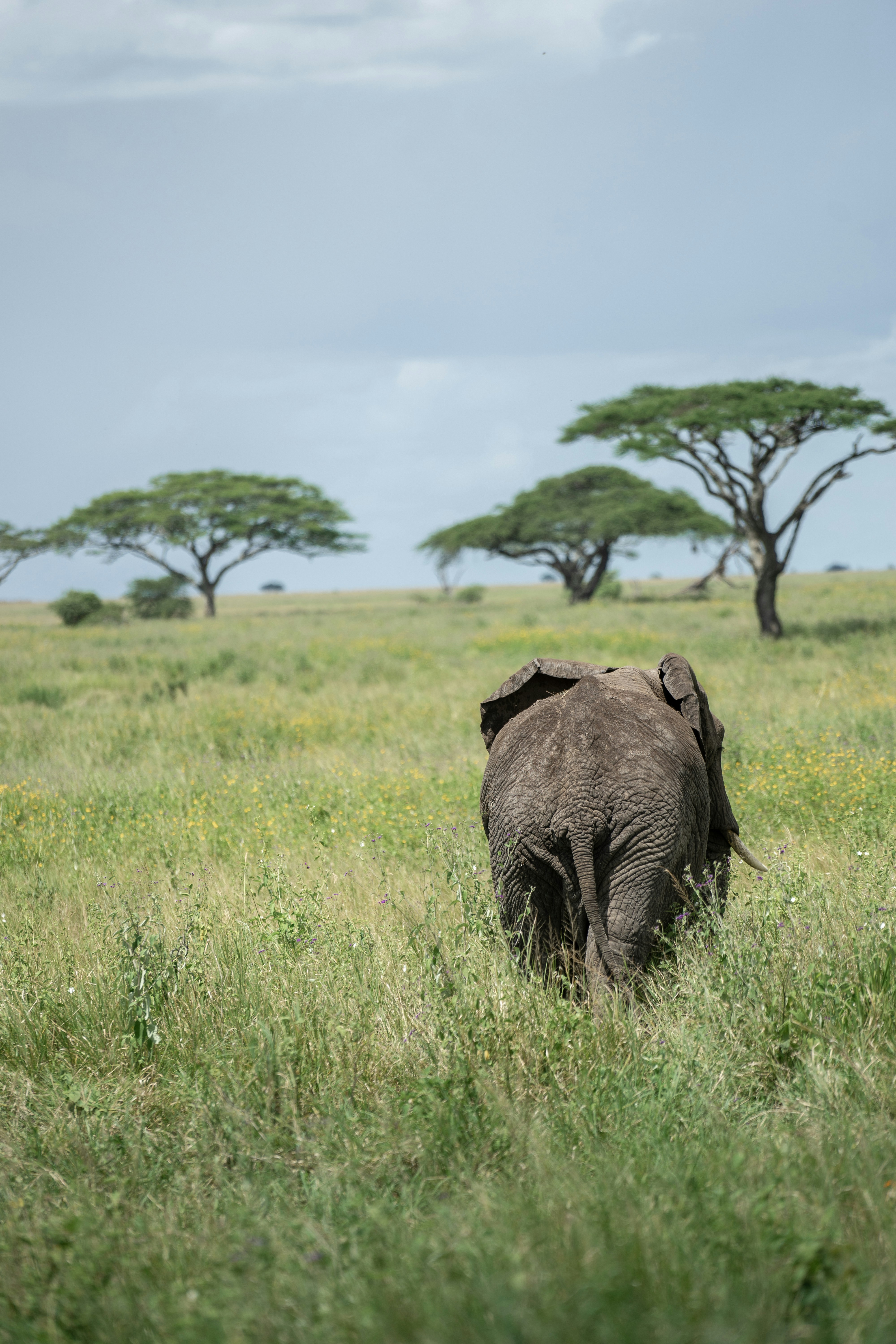 Savanna Pictures | Download Free Images on Unsplash