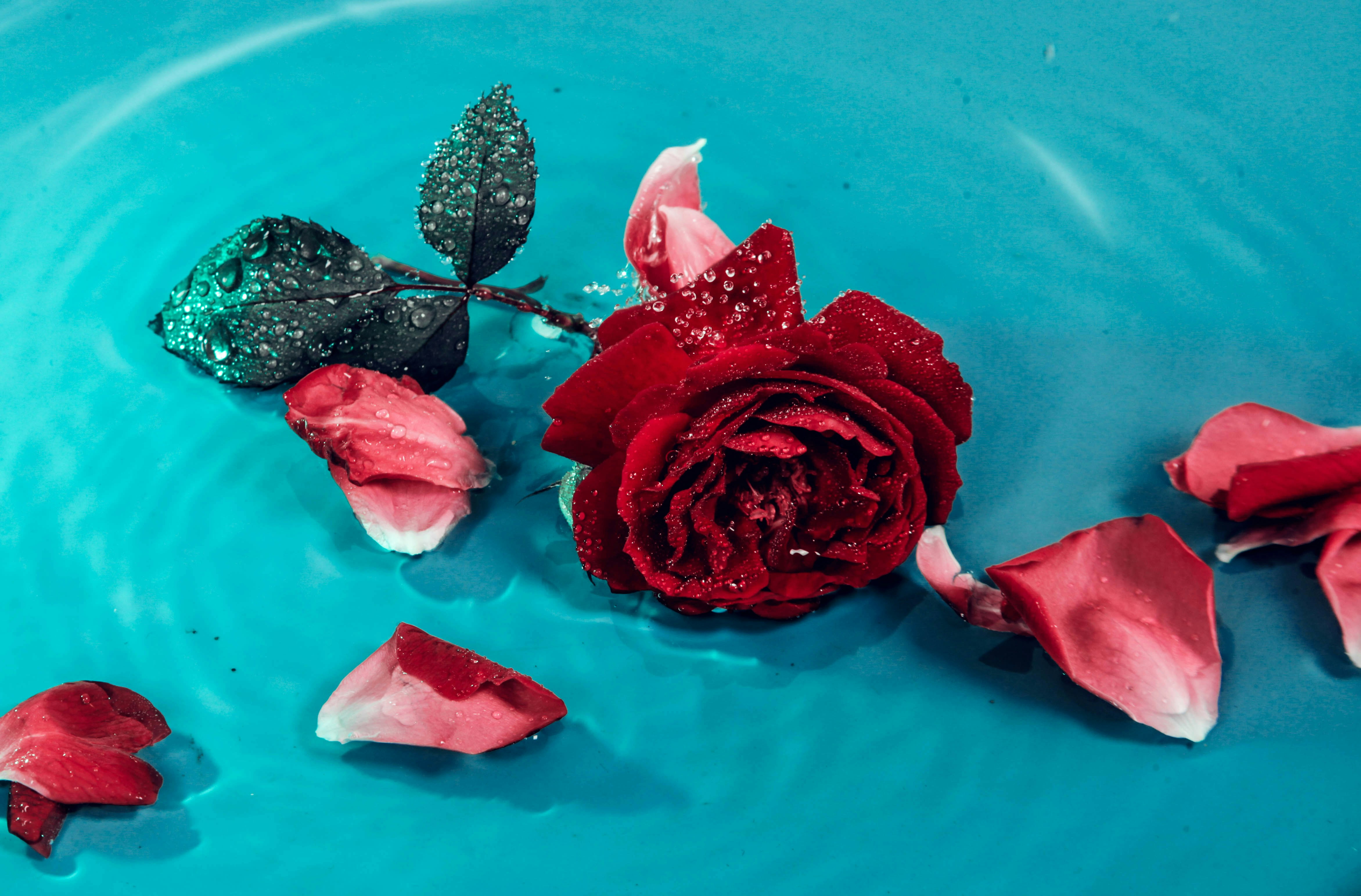 Blooms in Aqua: A Red Rose Anchored by Petal Fragments