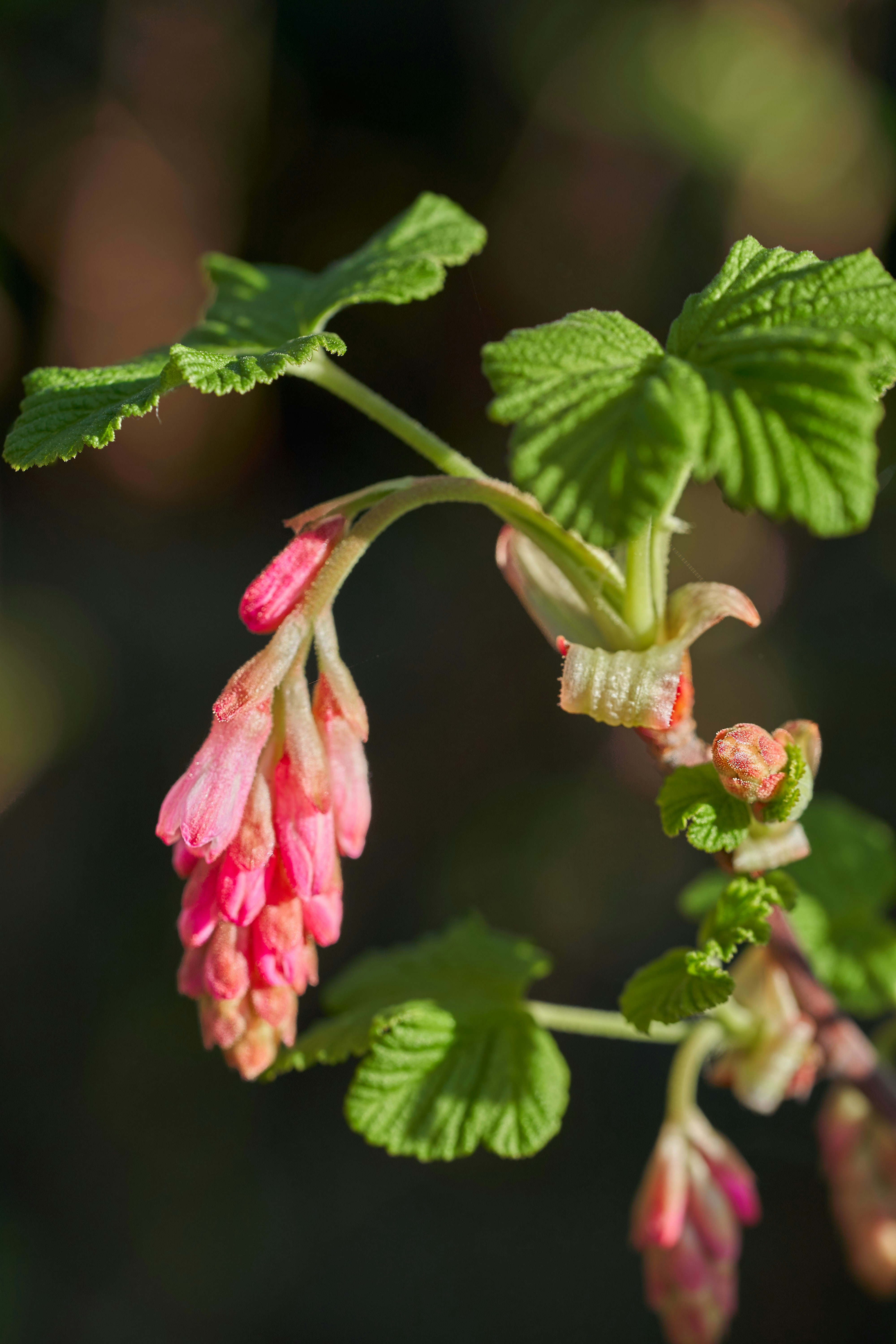 Pink-tinged fern-like blossoms on a curling vine against a soft dark backdrop