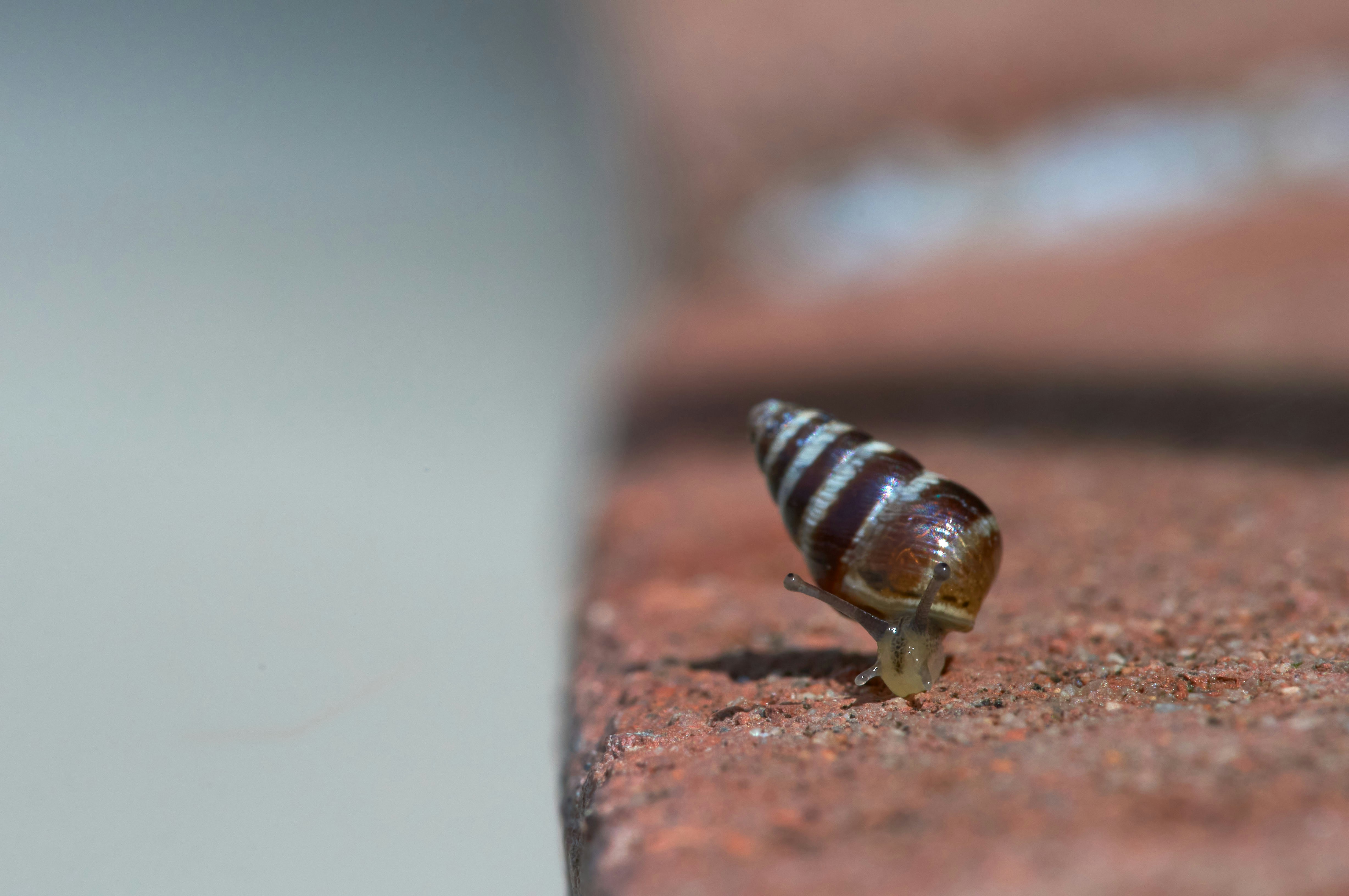 Edge Walker: Striped snail on a red brick verge