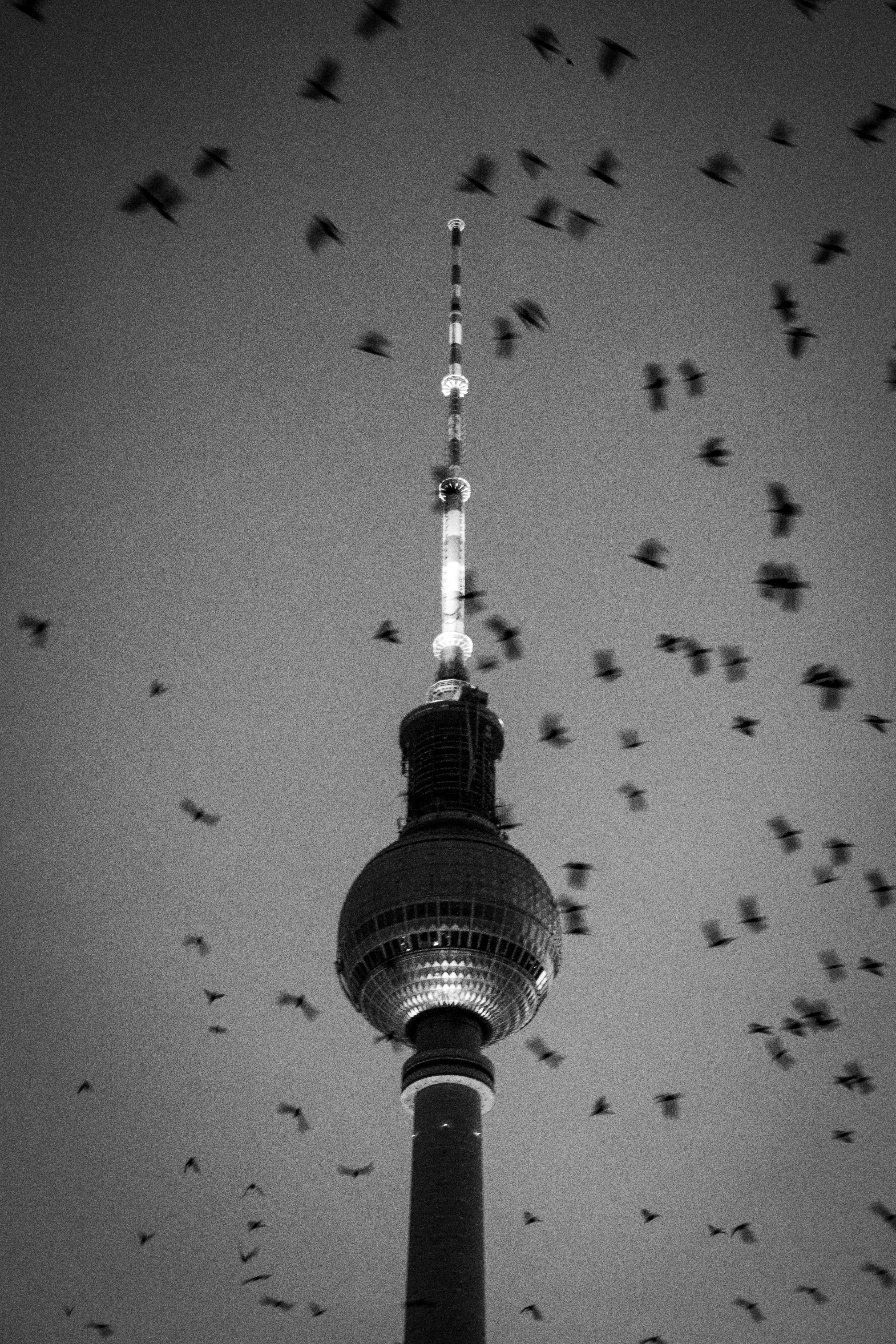 Berlin TV Tower with birds
