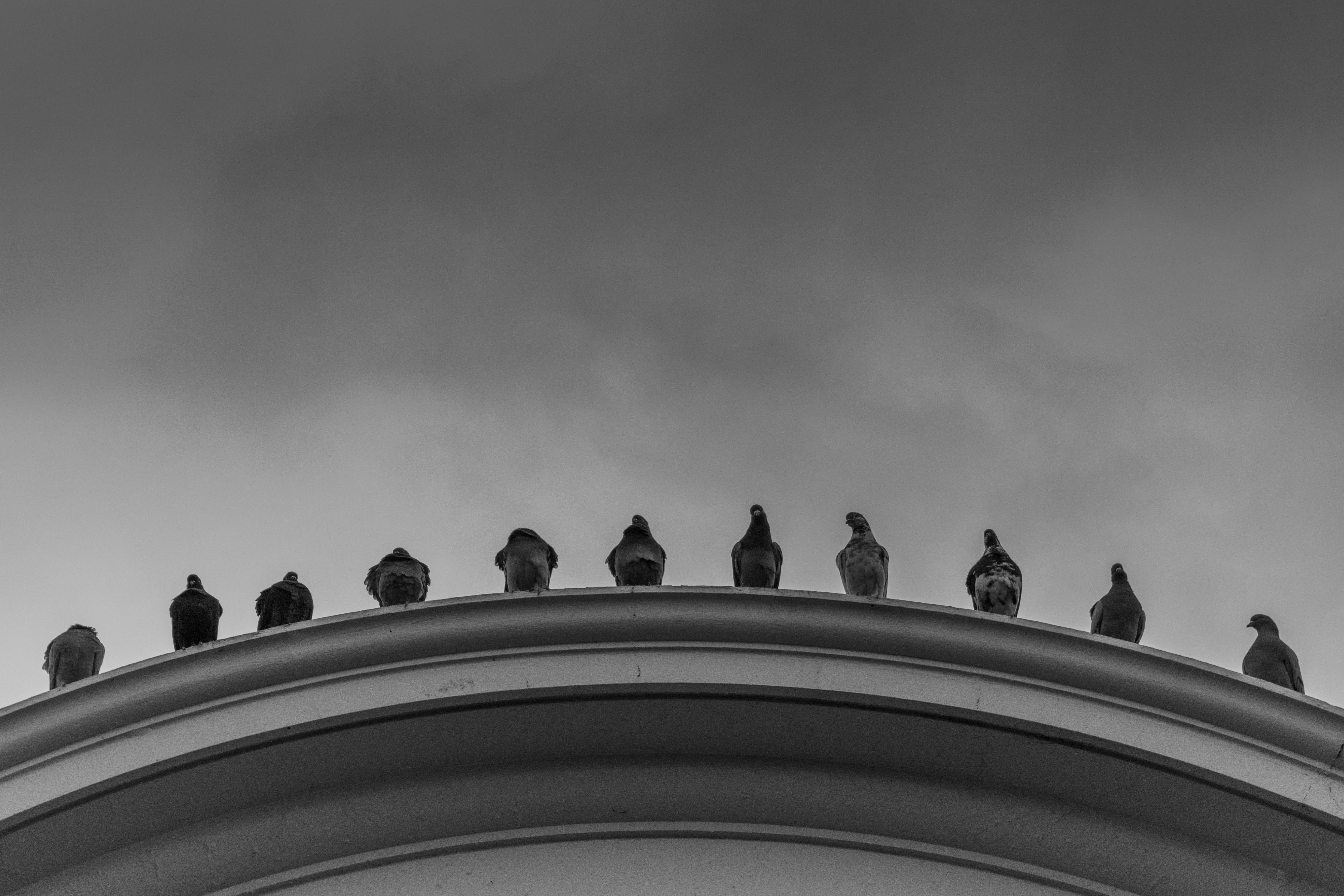 A line of birds perched on a curved architectural ledge against a moody sky, creating a striking silhouette.