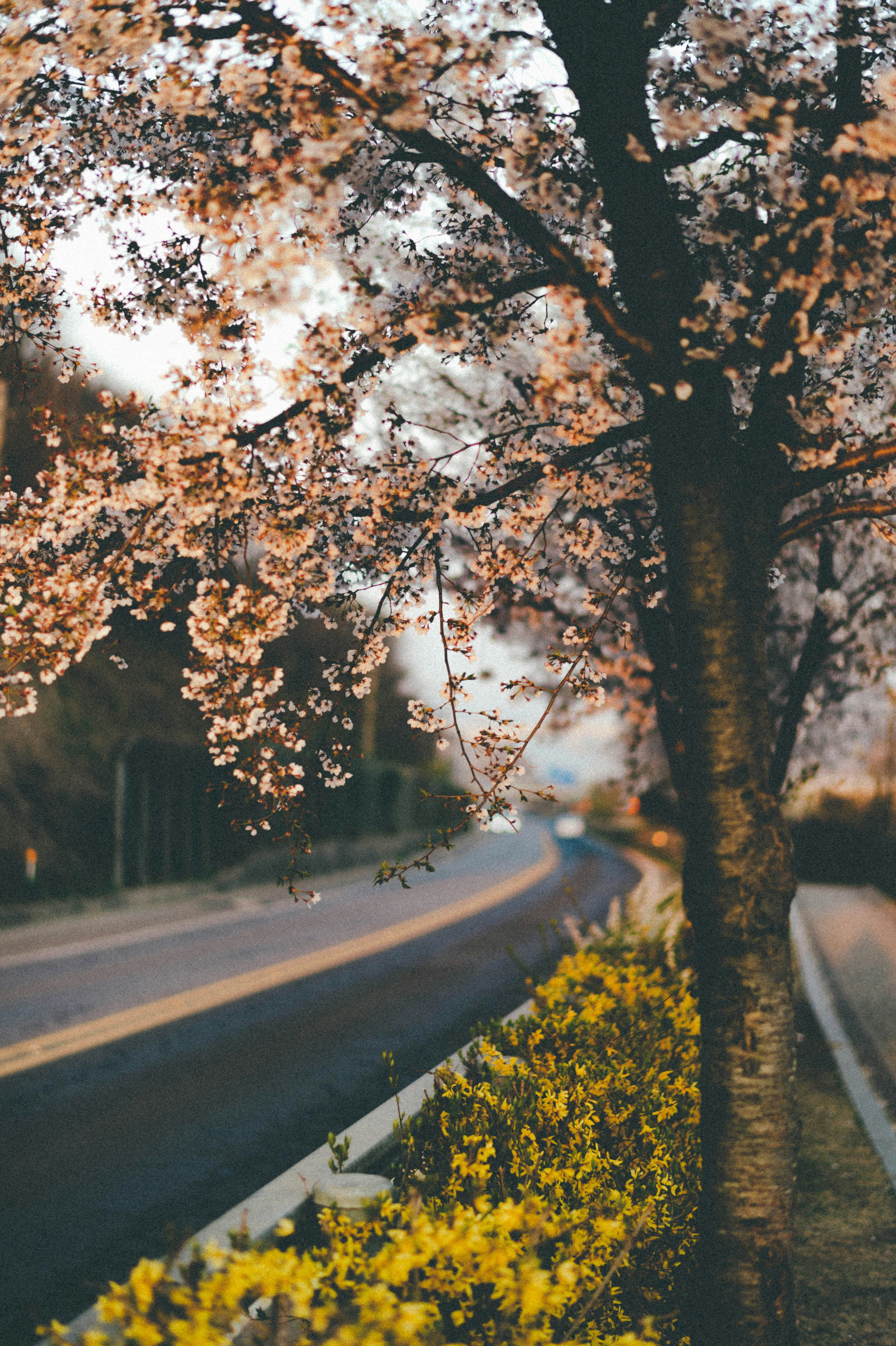 black asphalt road between trees during daytime