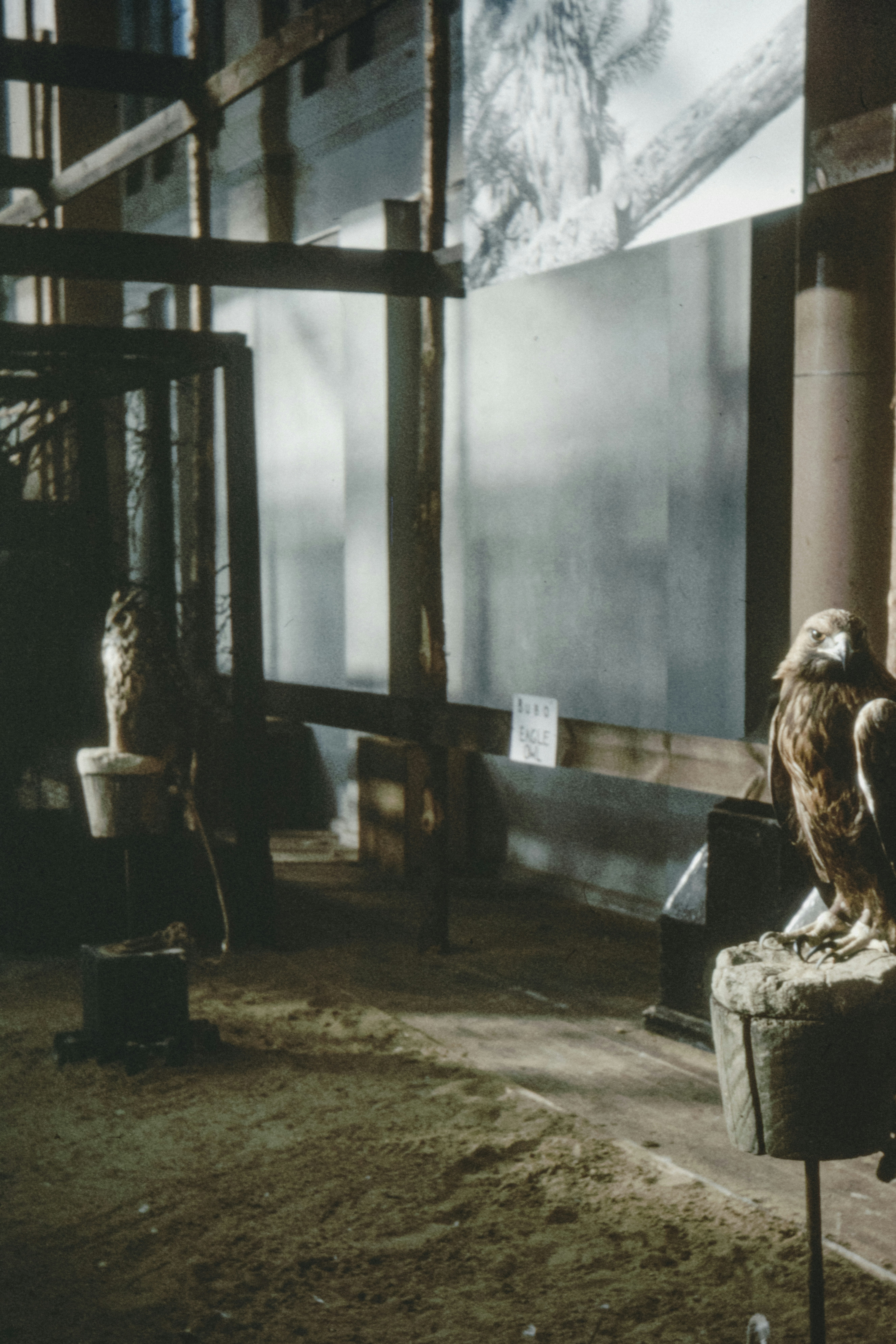 Two birds of prey perched in an indoor setting, showcasing their regal presence against a backdrop of natural elements.