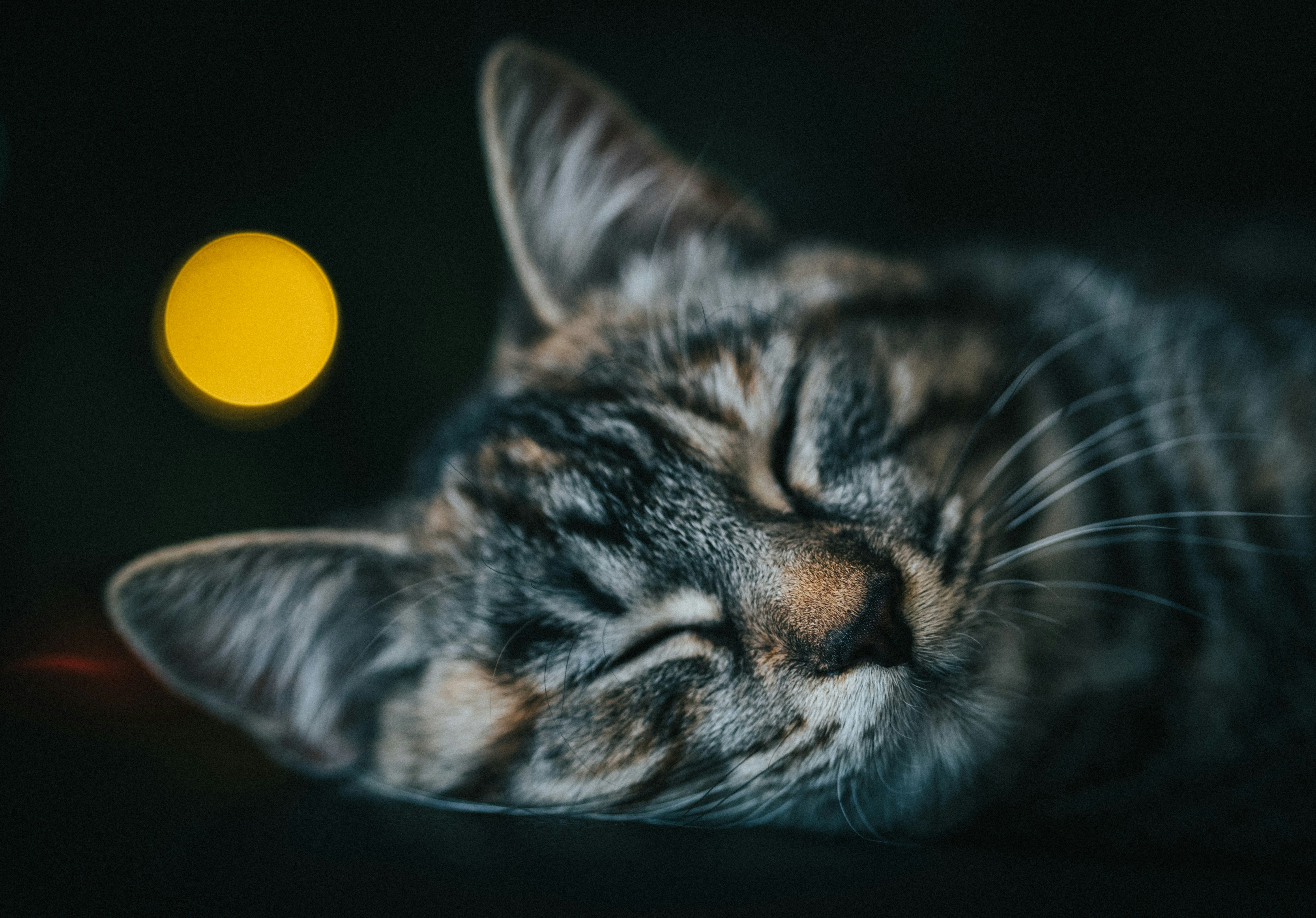 Dreaming in Amber: A Tabby Nap Beneath Soft Bokeh Orbs