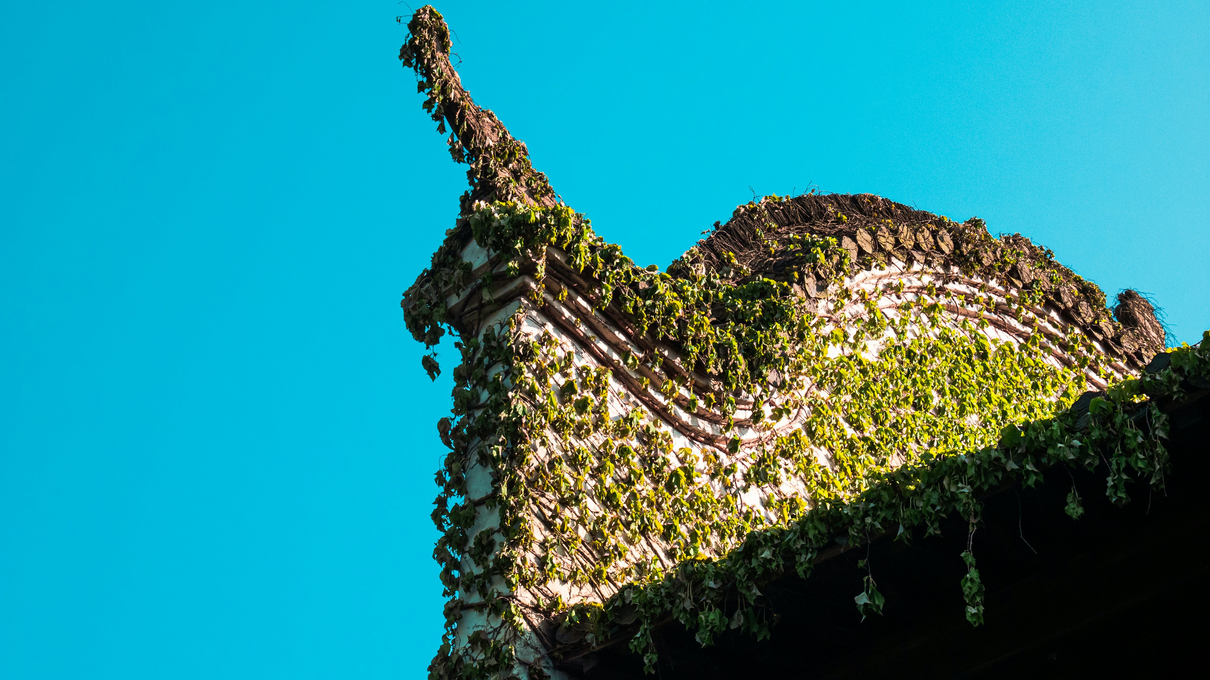 Ivy's Summit: A Weathered Edge Reaching Toward the Blue