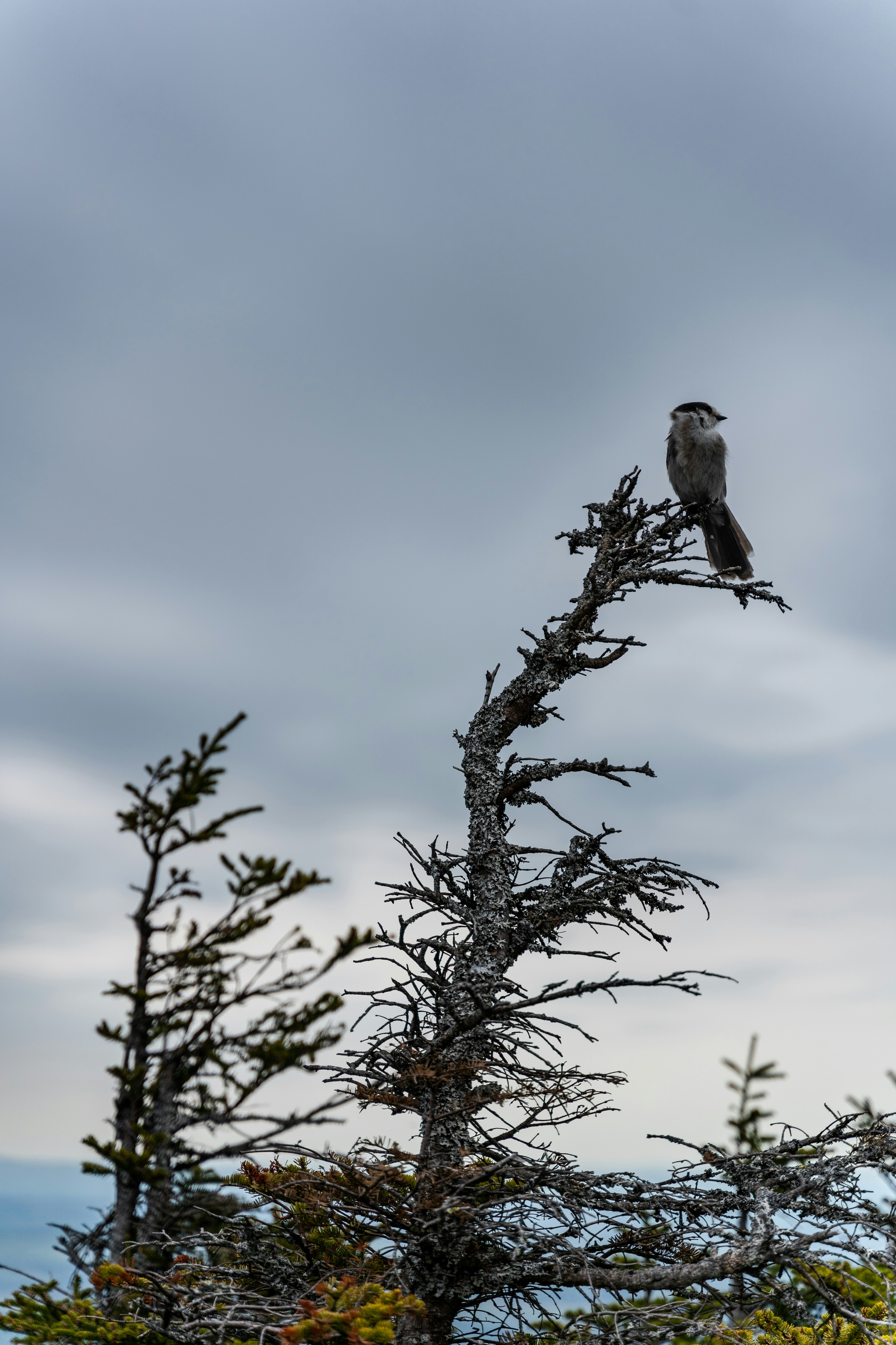 Lone Sentinel on a Wind-Worn Summit Branch