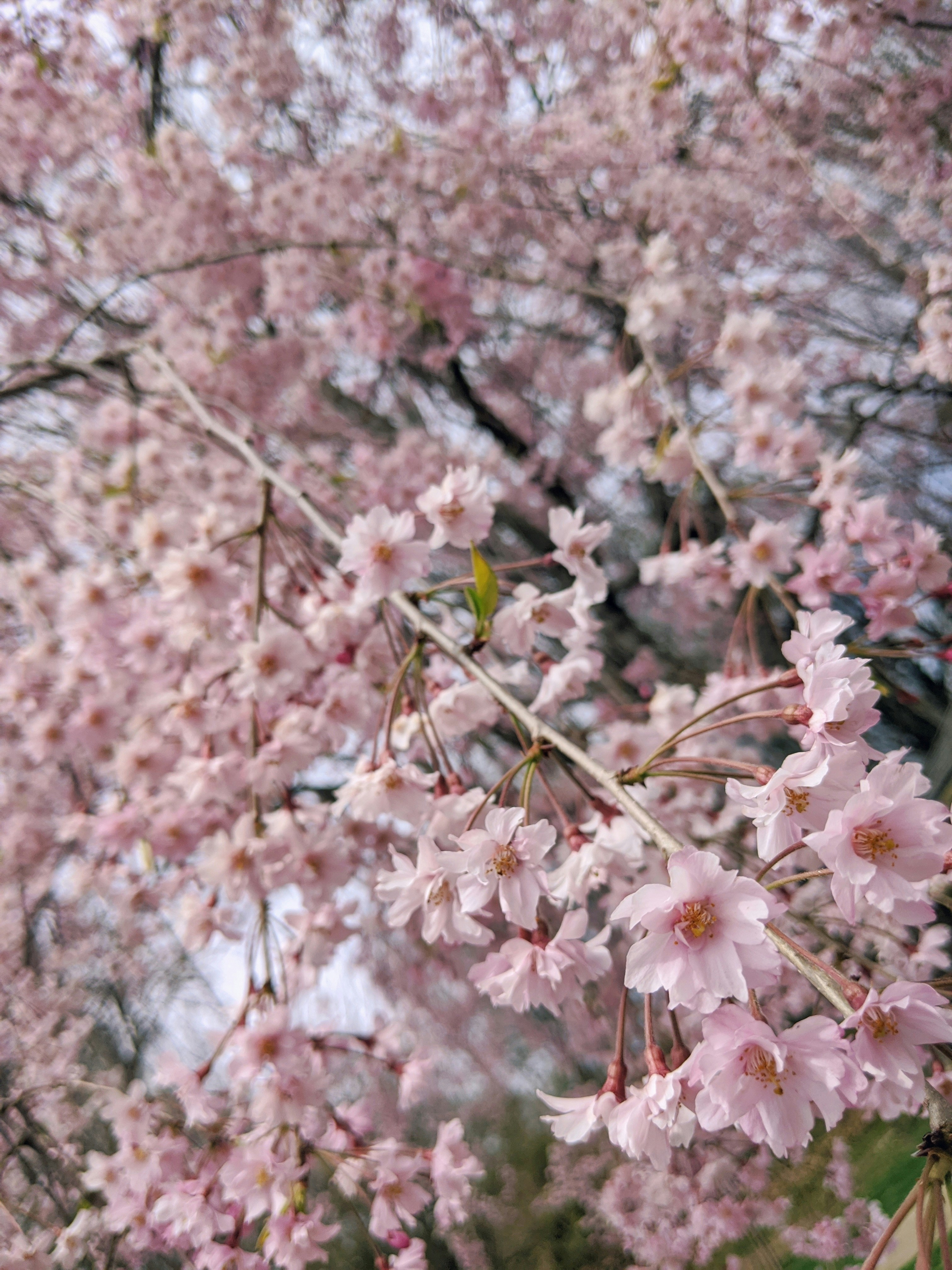 Spring flowers 