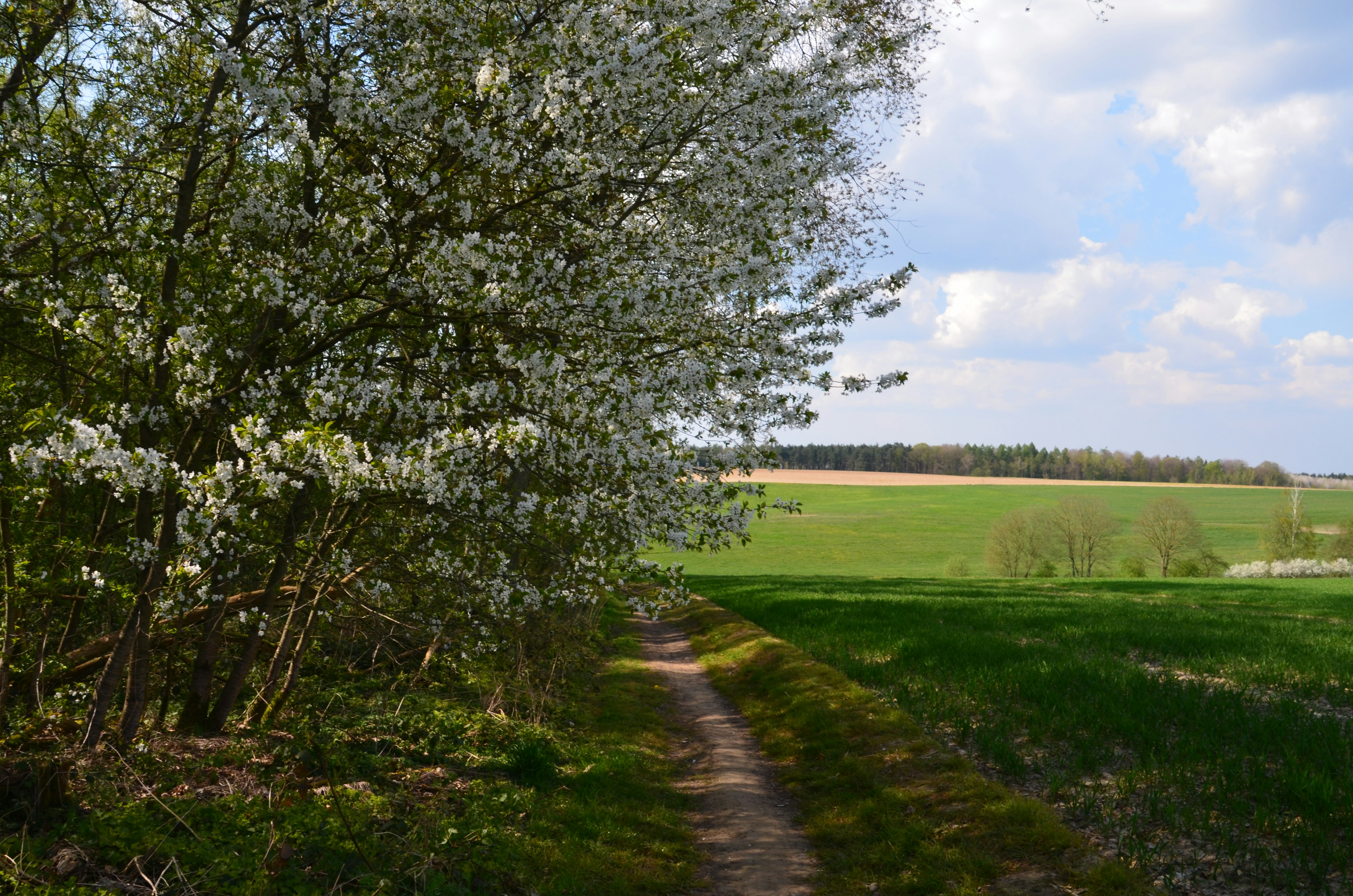 A Winding Dirt Path Through Blooming Trees to an Open Meadow