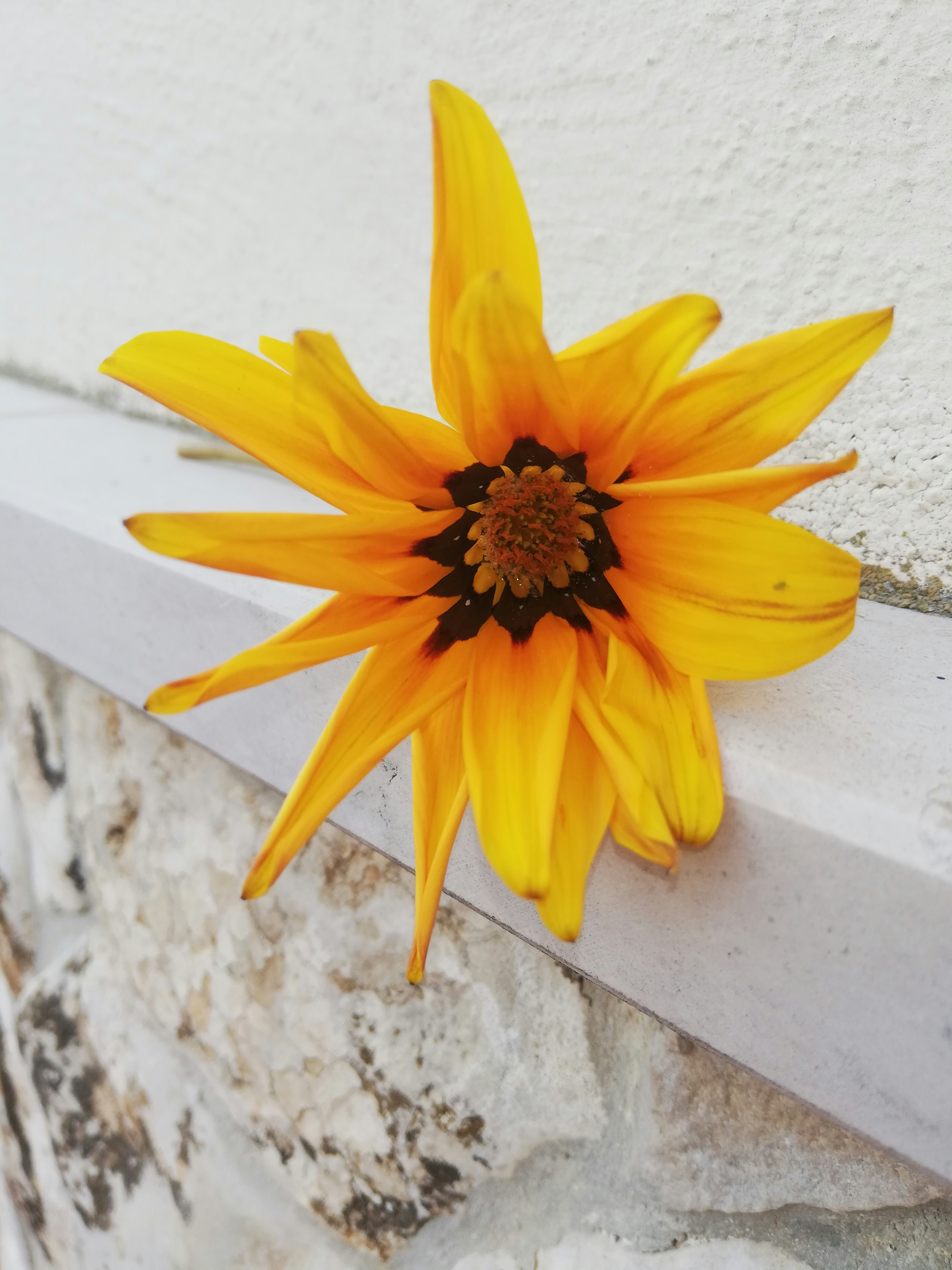 Vibrant yellow flower resting against a textured stone surface, showcasing its intricate petals and deep center.