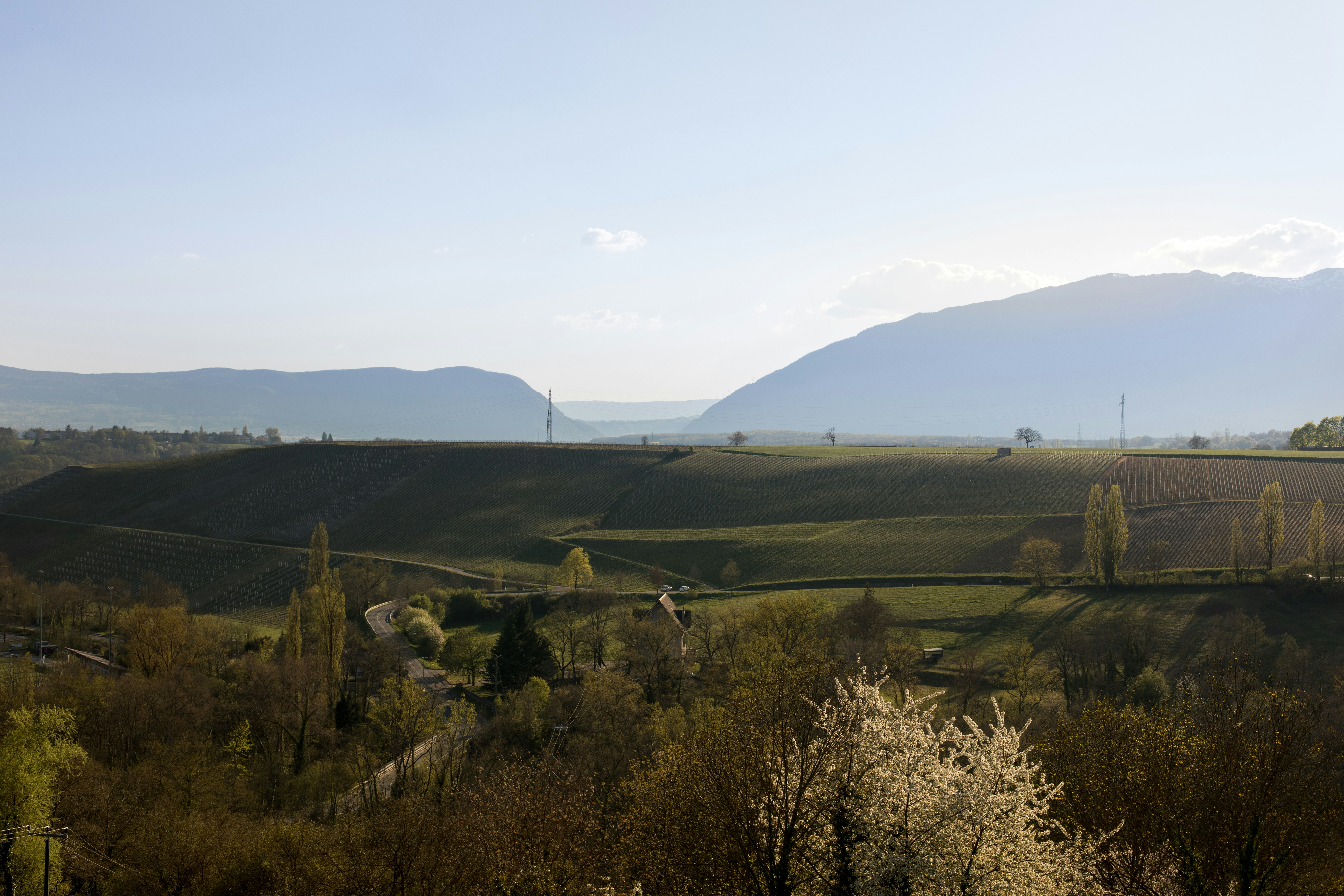 Horizon of Quiet Strength: Wind Turbines Among Rolling Fields