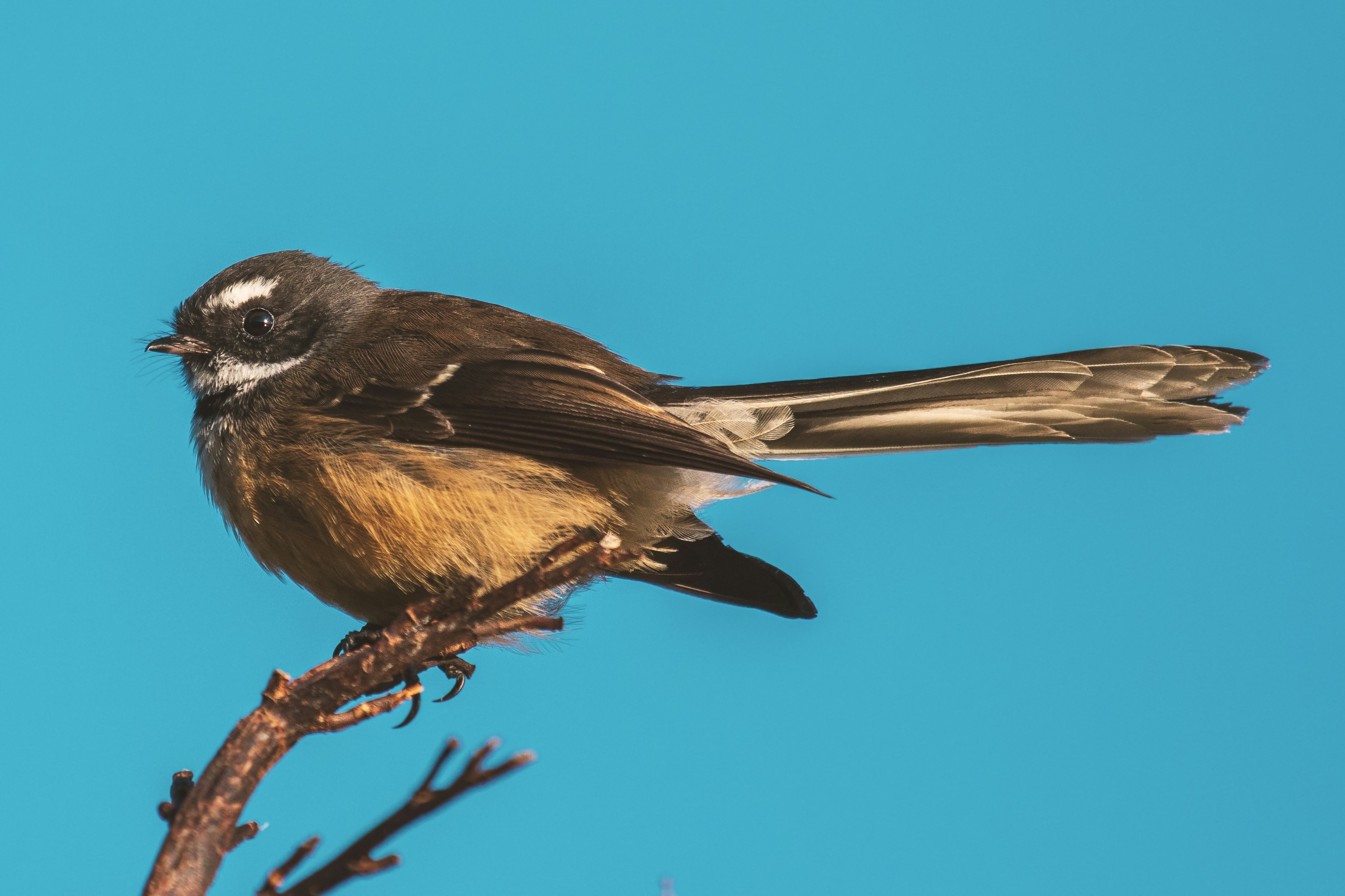 A bird perched gracefully on a branch, showcasing its striking plumage against a clear blue backdrop.
