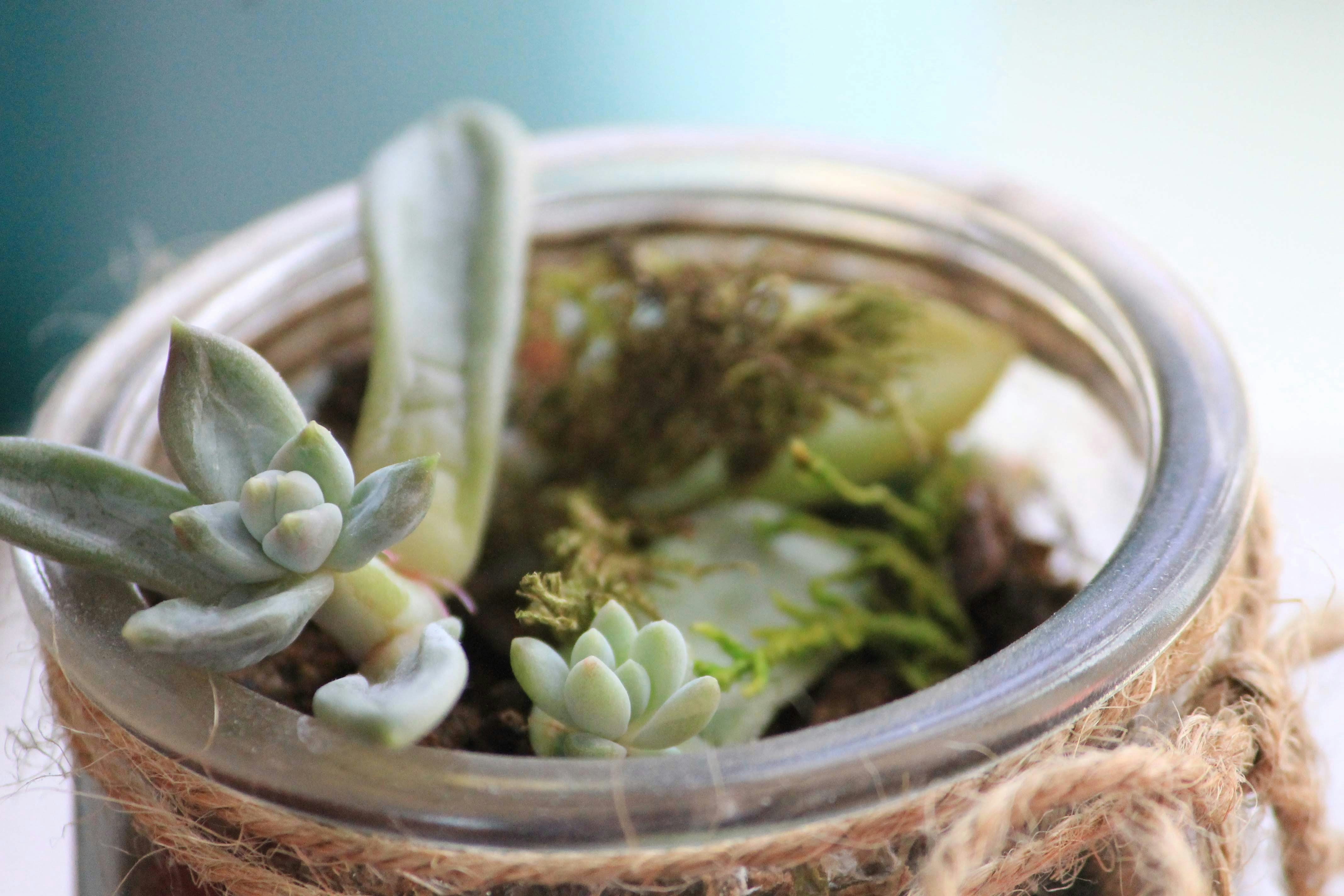 Twine-Framed Jar of Miniature Succulents