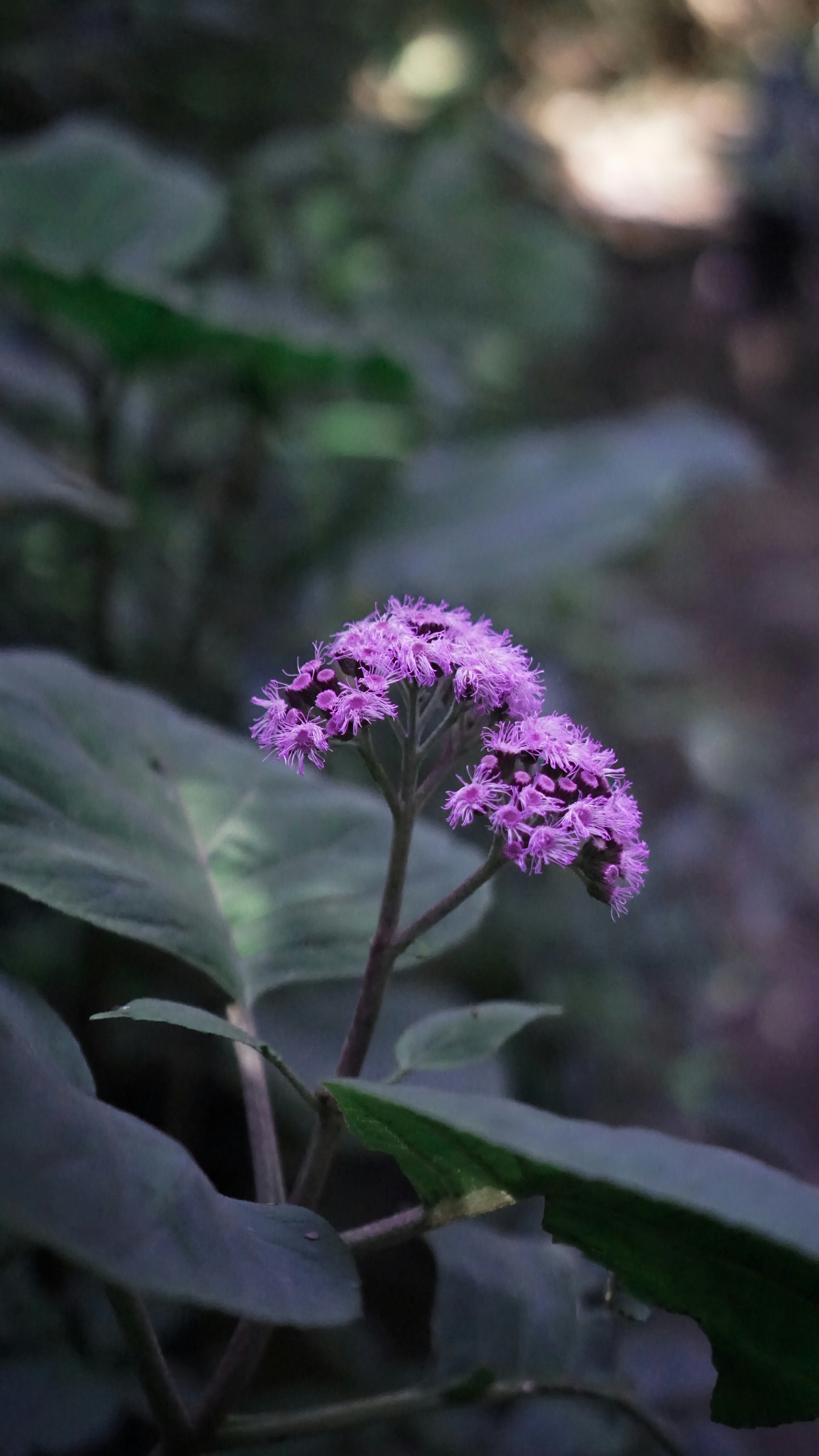 Violet Umbel: A Delicate Bloom in a Shaded Green Corridor