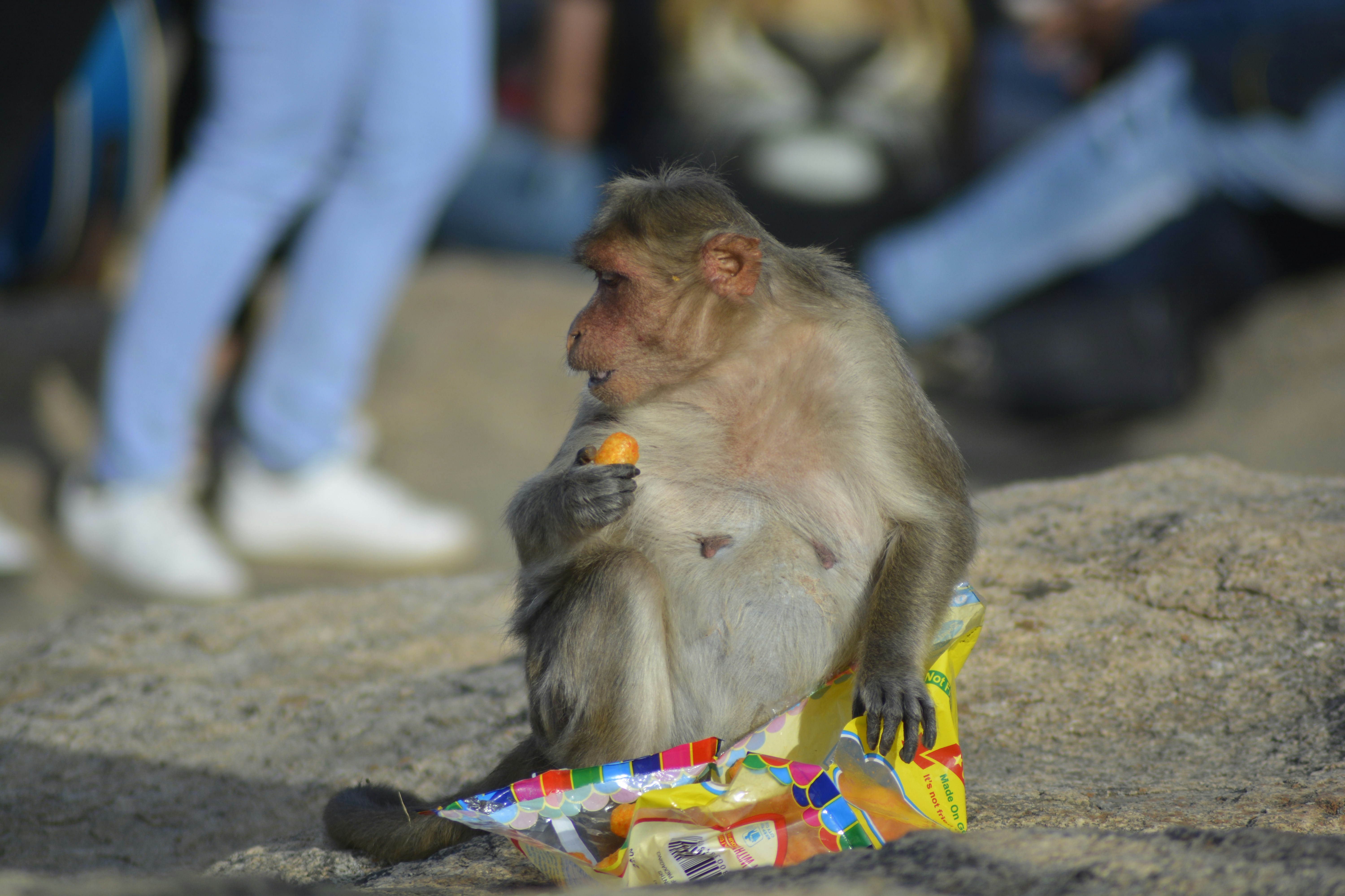 Curious Macaque Delights in a Beachside Snack Break