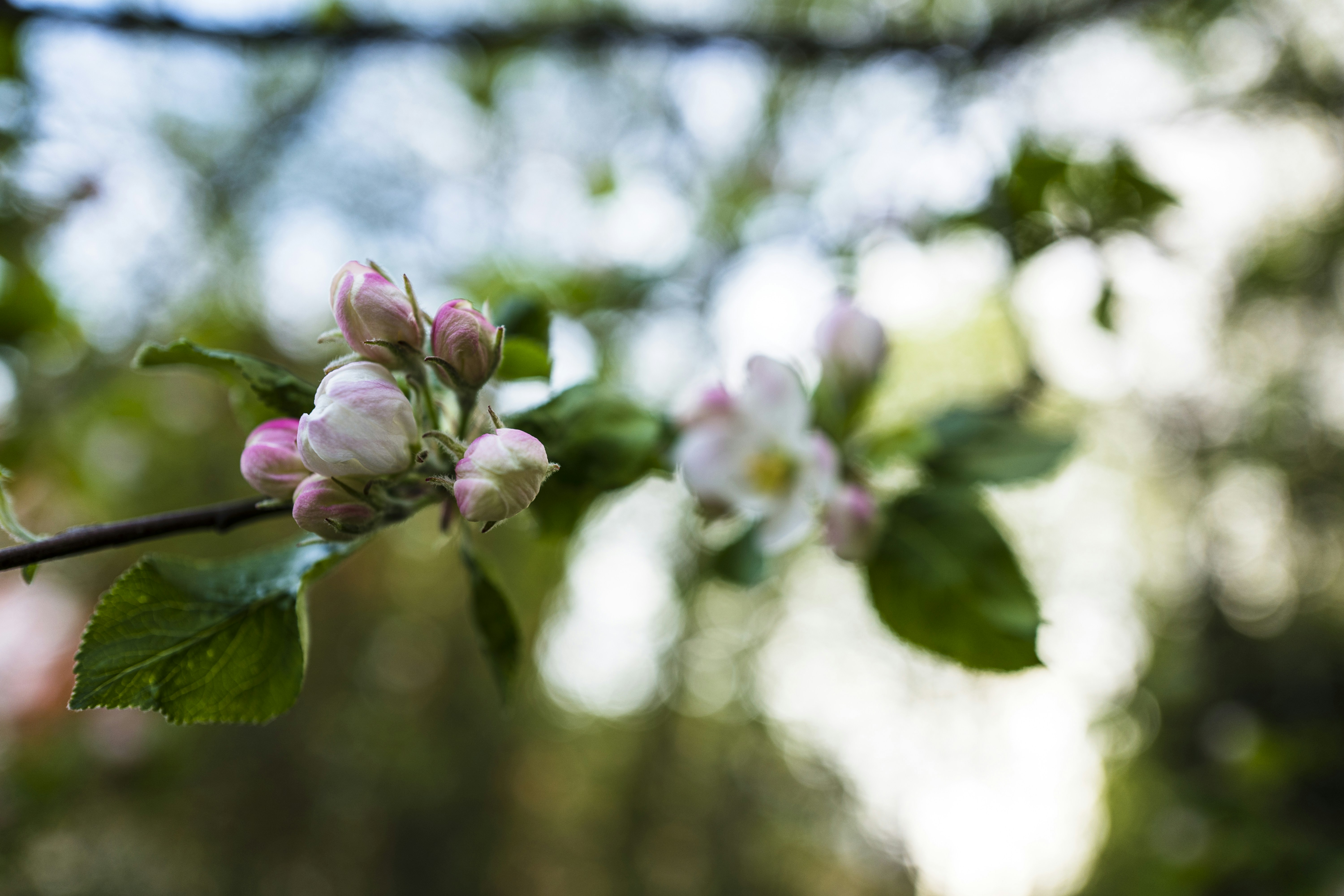 Delicate apple blossom buds and flowers captured on a branch with a softly blurred background, highlighting the beauty of nature's renewal.