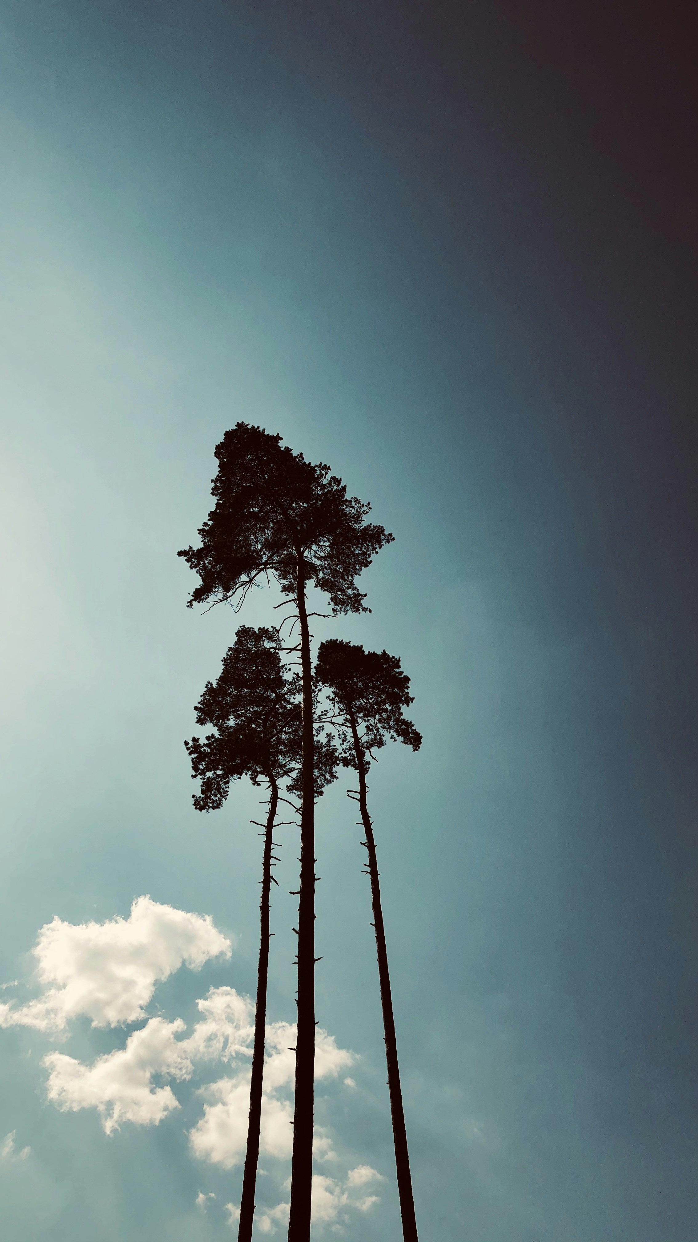 Silent Giants: Trio of Pines Reaching Toward a Cerulean Sky