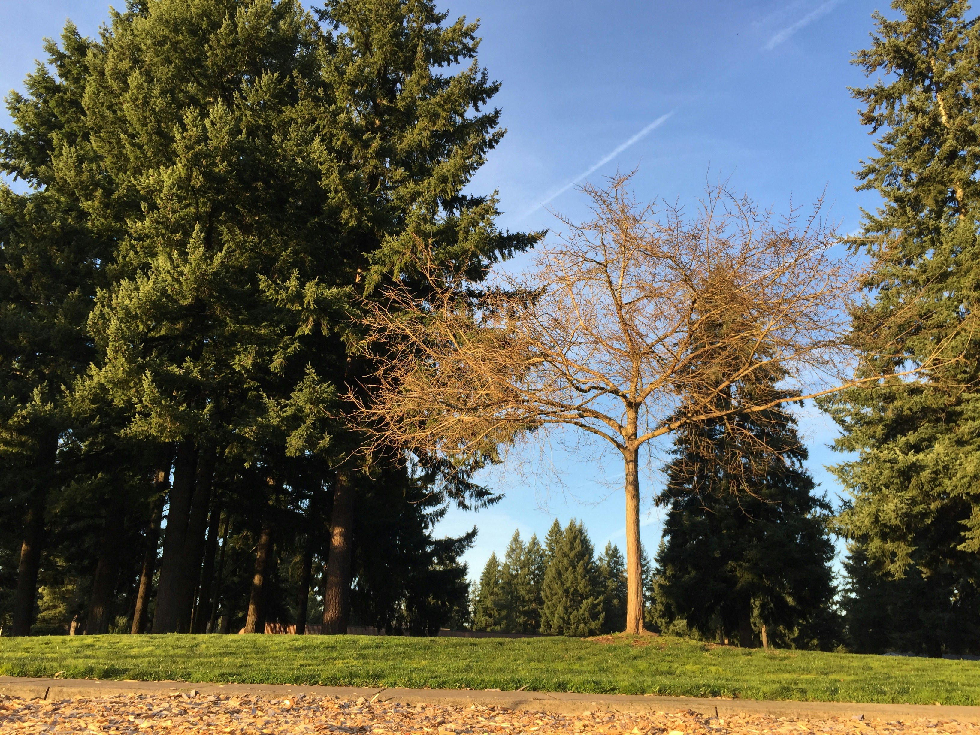 A solitary tree stands against a backdrop of towering evergreens, its bare branches reaching towards the sky. The scene captures the stark beauty of winter's grip.