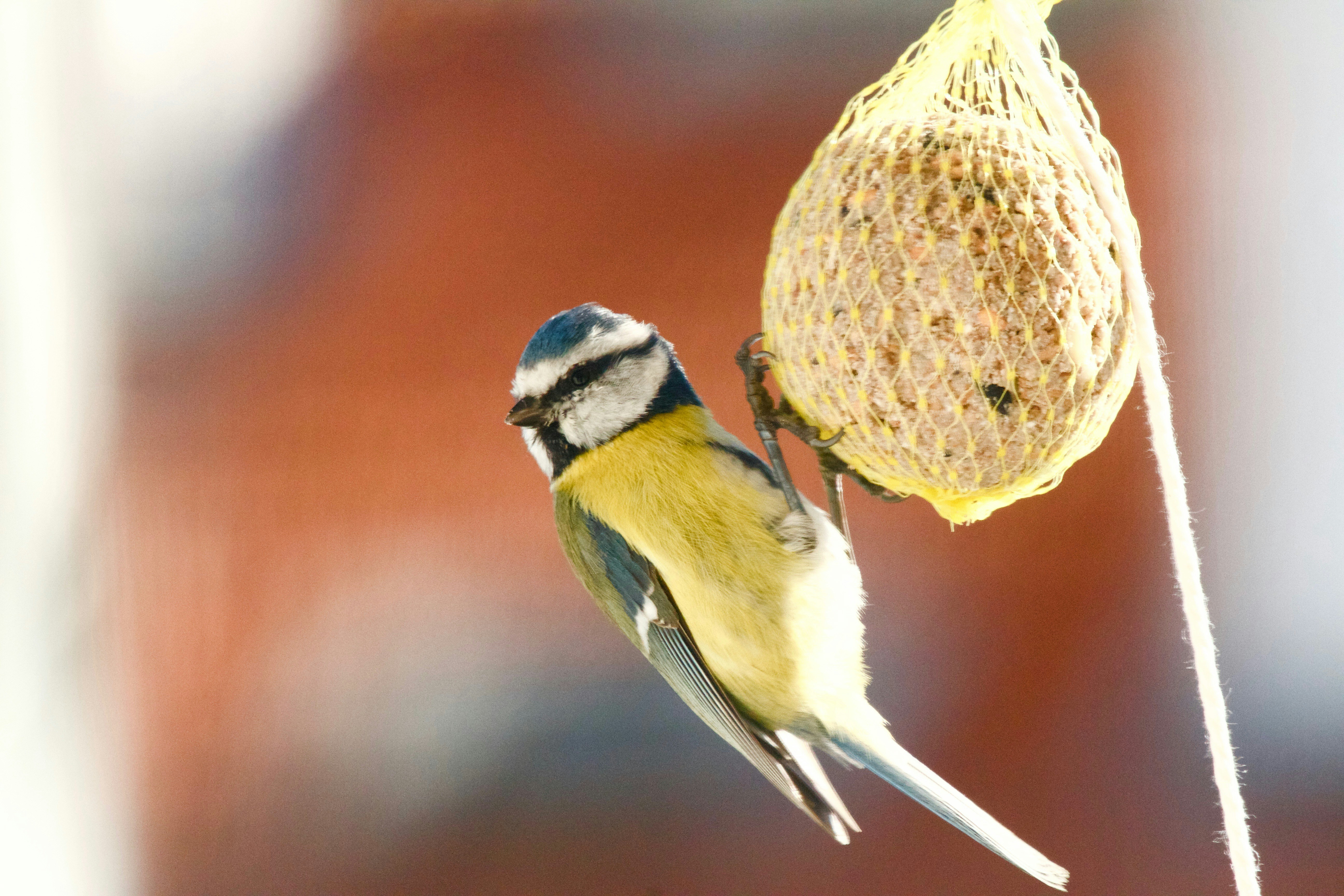 Great Tit Pause by a Mesh Seed Bag in Gentle Bokeh